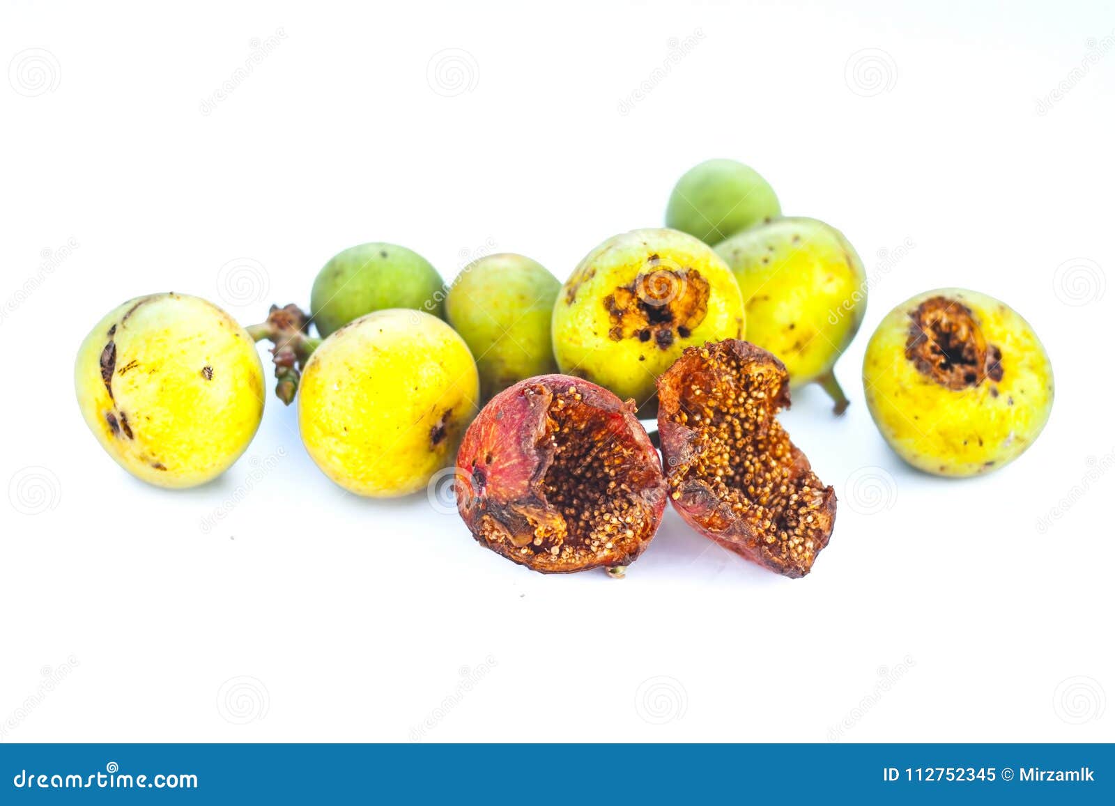 Gular or Indian Clustar Fig Isolated on White. Stock Image - Image of ...