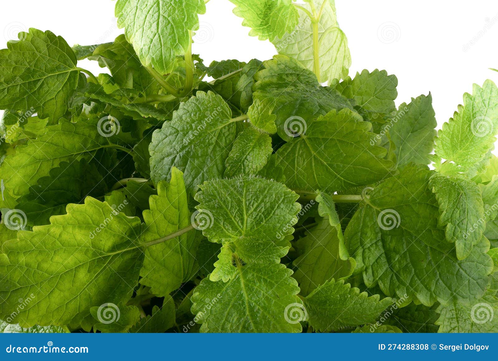 Close-up of Fresh Lemon Balm Leaves on a White Background. Stock Photo ...