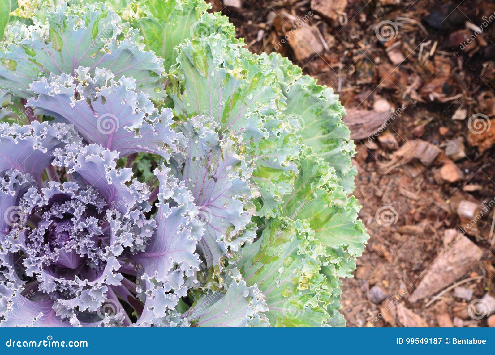 Fresh Long Lived Cabbage in the Garden Stock Image - Image of formal ...
