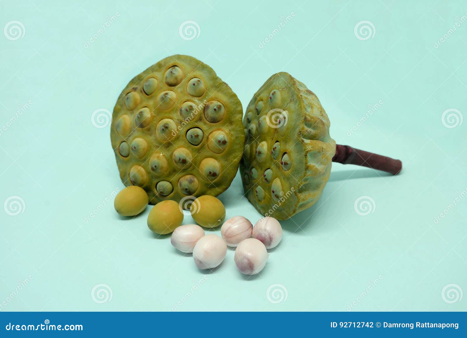 Close up fresh Lotus seeds stock photo. Image of produce - 92712742