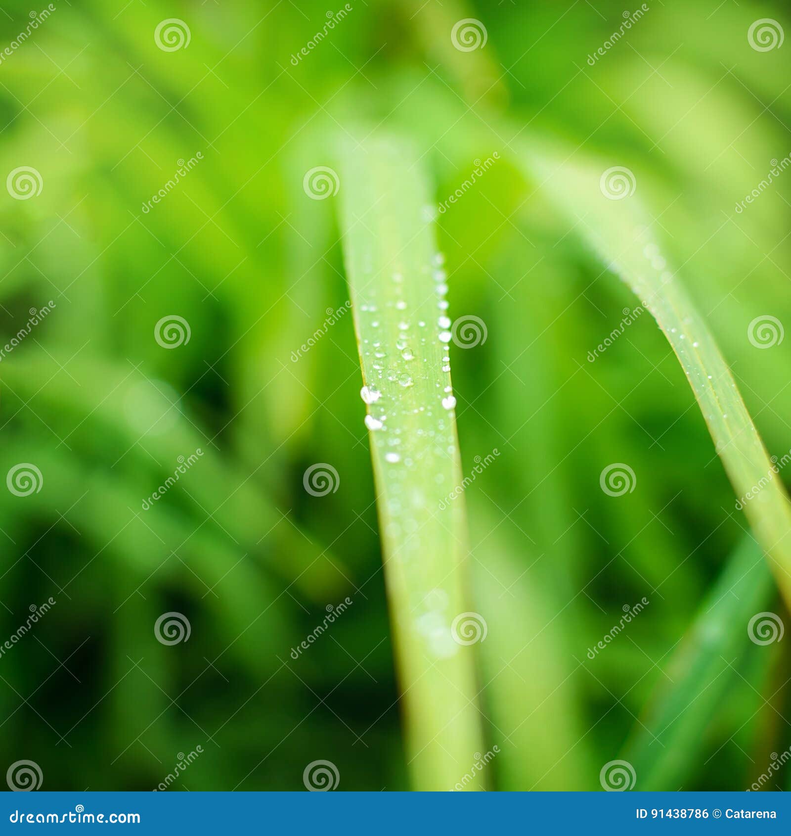 Close Up of Fresh Morning Dew on Spring Grass Stock Photo - Image of ...