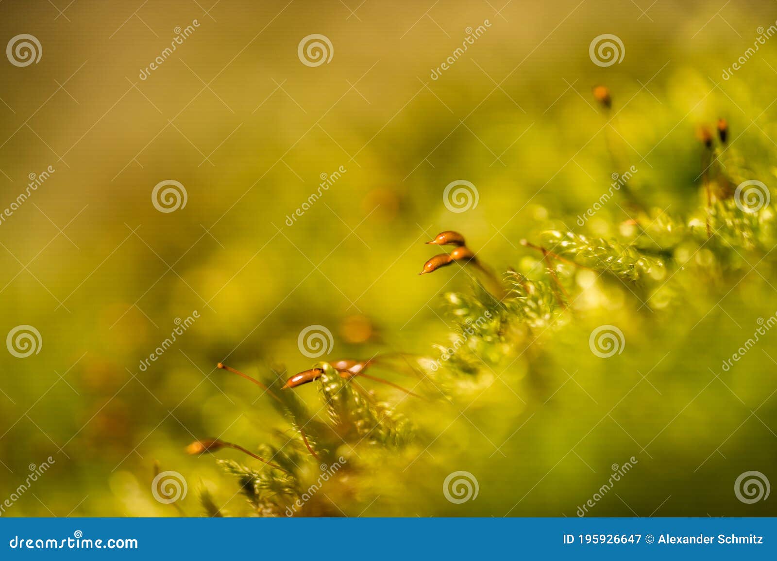 Close Up of Fresh Moss with Seedlings Stock Image - Image of ecology ...