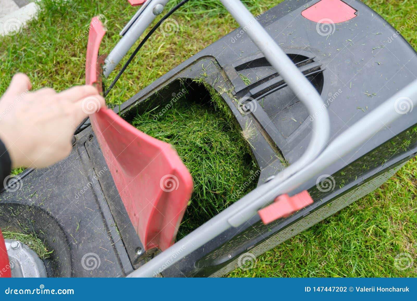 Close Up of Fresh Mowed Grass in a Lawn Mower Stock Photo - Image of ...