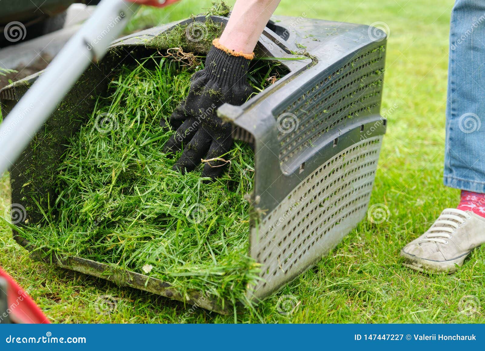 Close Up of Fresh Mowed Grass in a Lawn Mower Stock Image - Image of ...
