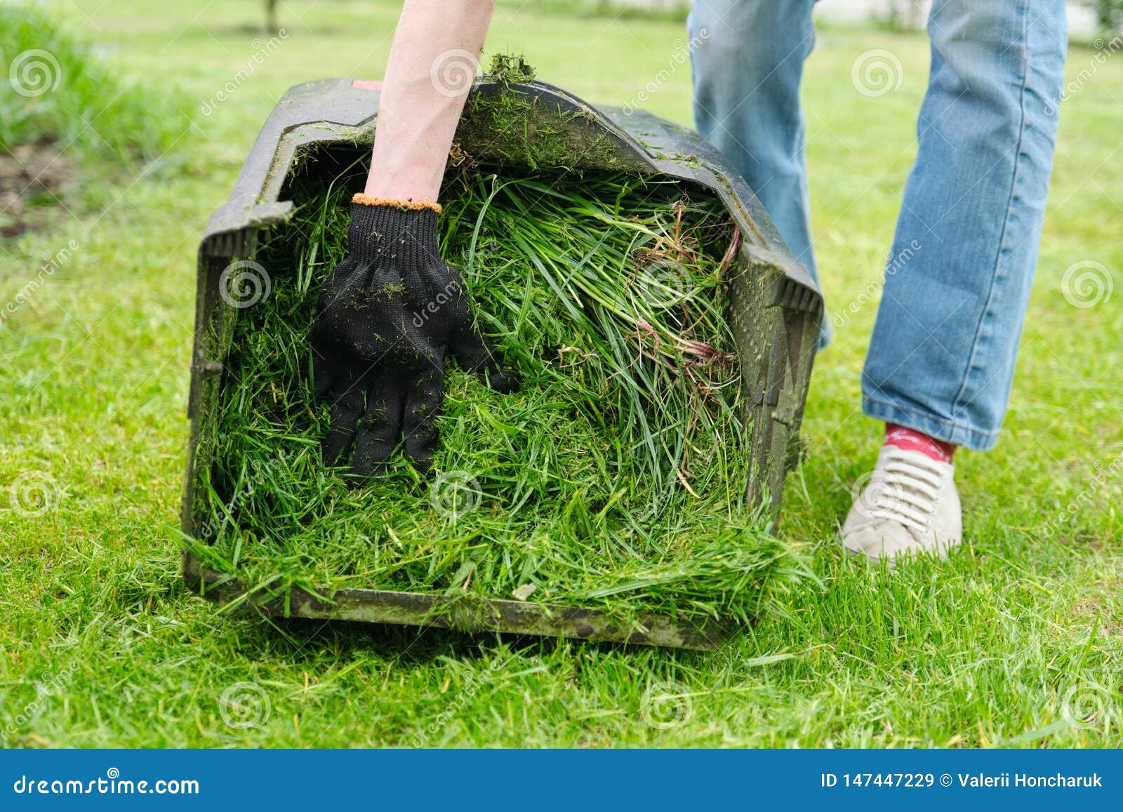 Close Up of Fresh Mowed Grass in a Lawn Mower Stock Image - Image of ...