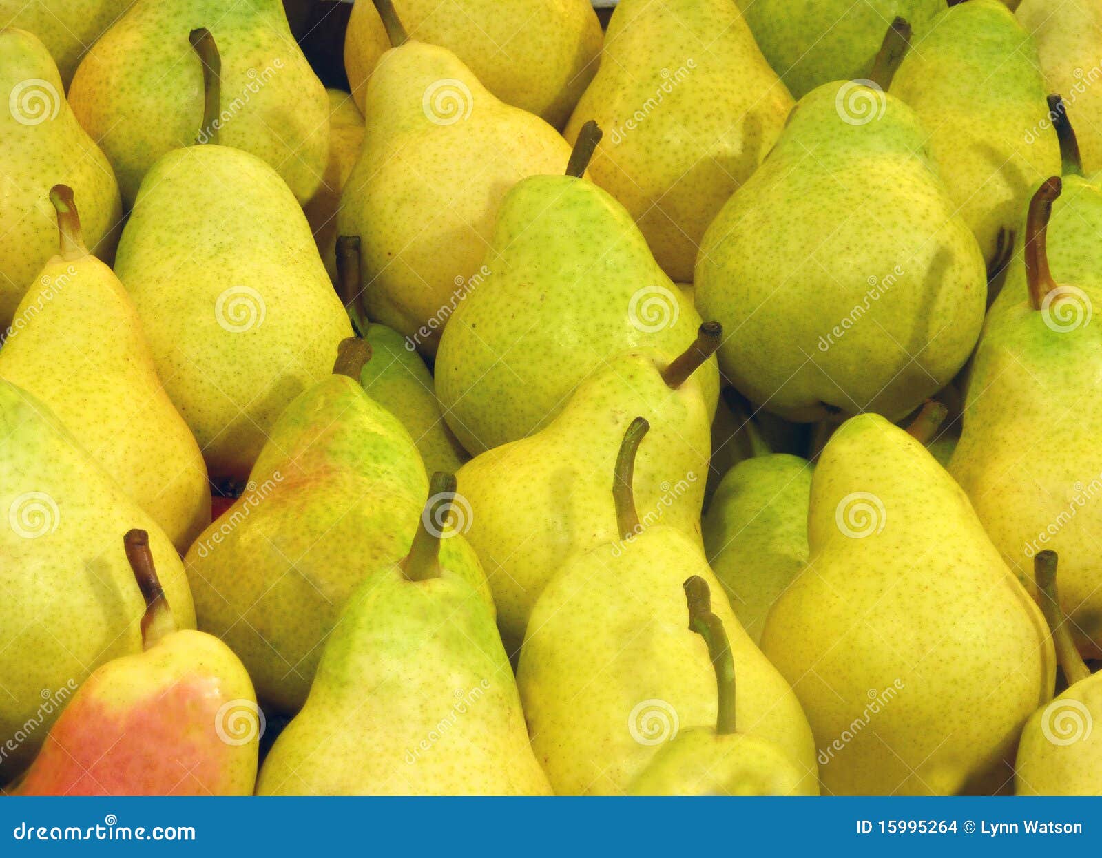 Close up of fresh pears stock photo. Image of detail - 15995264