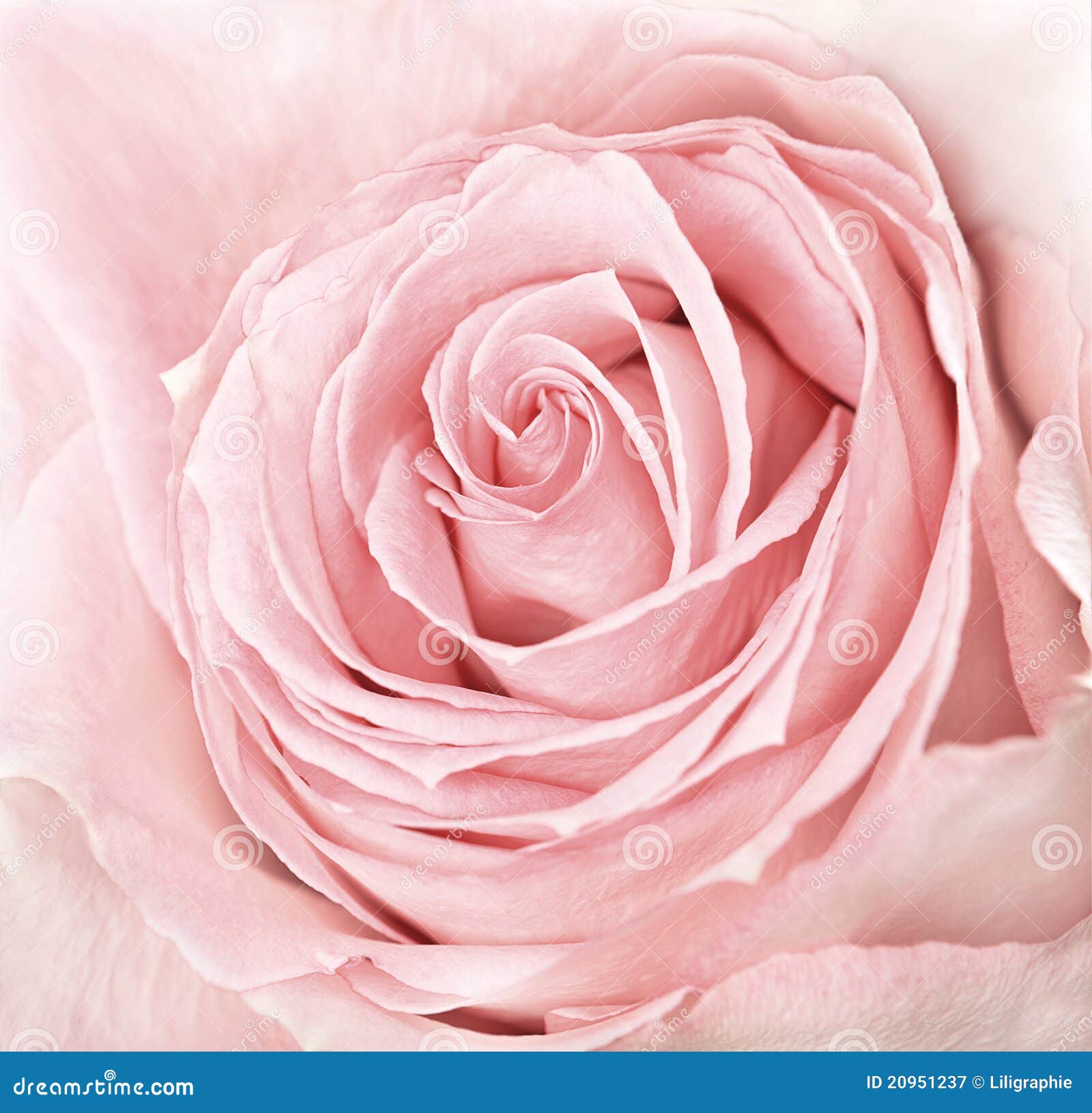 Close-up of Fresh Pink Rose Stock Image - Image of blossom, holiday ...