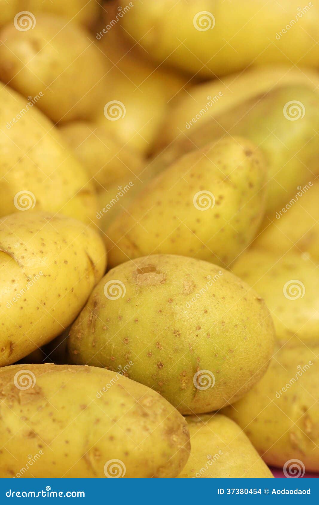 Close up fresh potato stock photo. Image of organic, food - 37380454