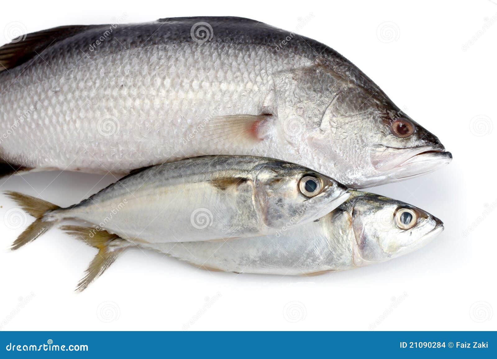 Close-up of Fresh Raw Fish stock photo. Image of healthy - 21090284