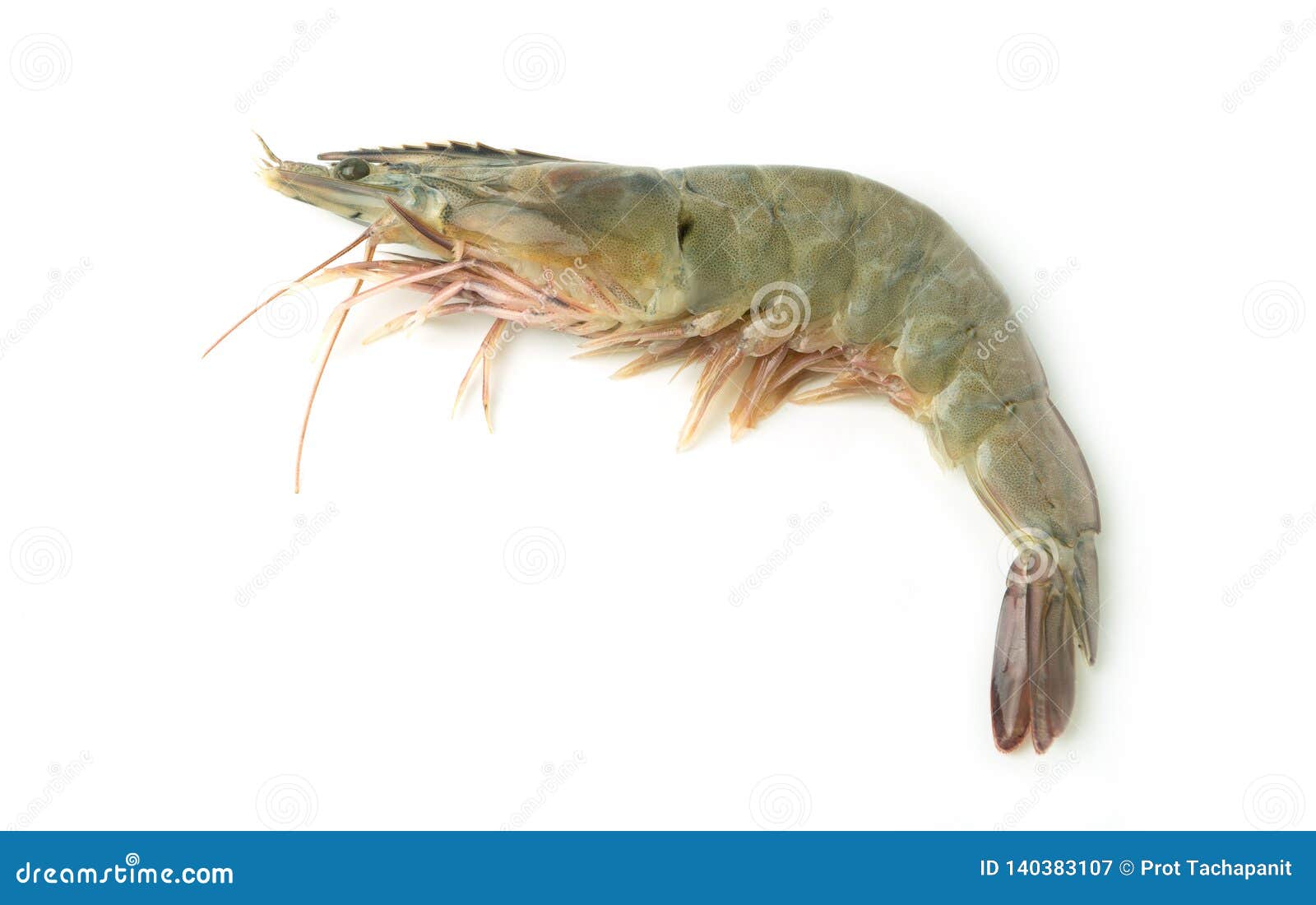 Pacific White Shrimp Litopenaeus Vannamei Fresh Isolated On White ...