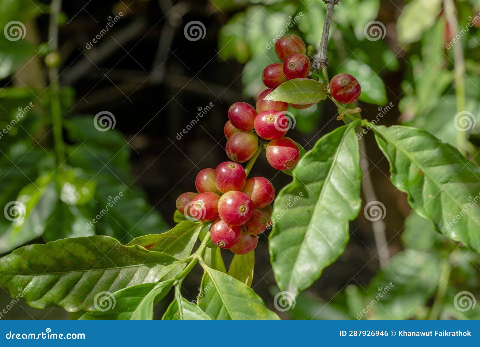 Close Up Fresh Red Coffee Cherries on Coffee Tree Stock Photo - Image ...