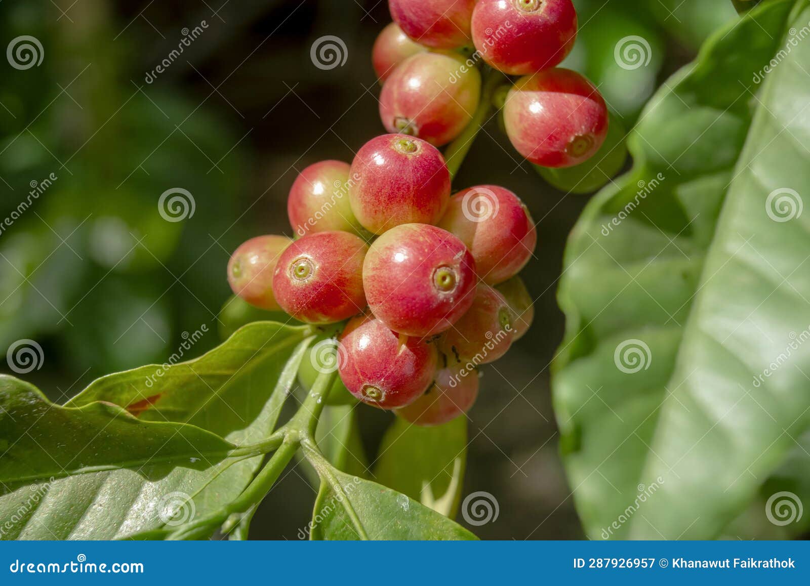 Close Up Fresh Red Coffee Cherries on Coffee Tree Stock Image - Image ...