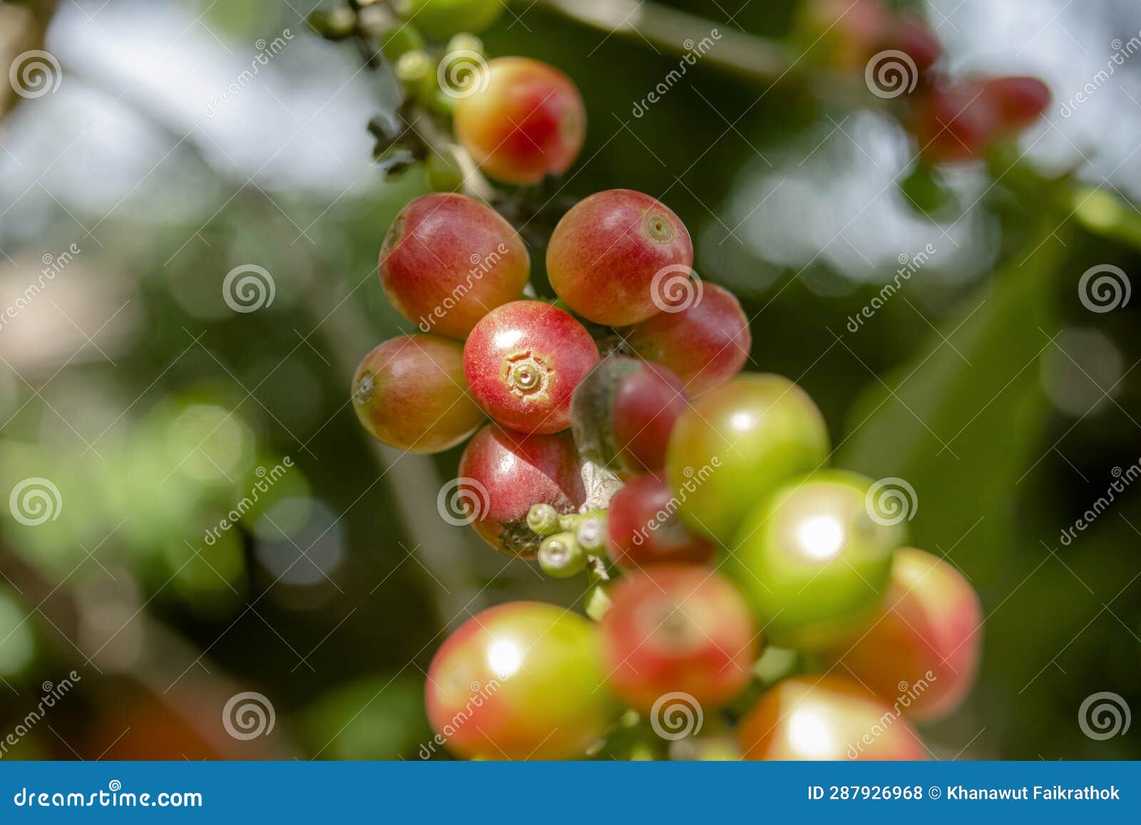 Close Up Fresh Red Coffee Cherries on Coffee Tree Stock Photo - Image ...