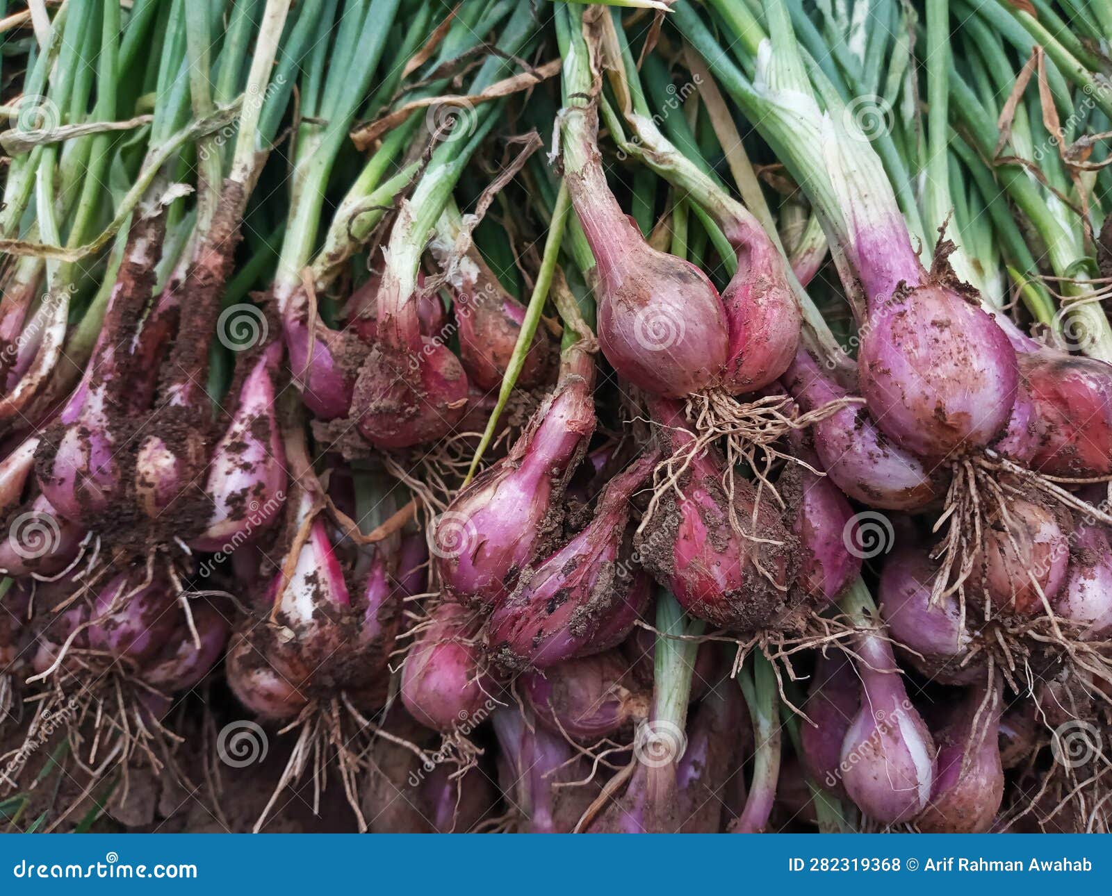 Close Up of Fresh Red Onions Just after Being Harvested Stock Photo ...