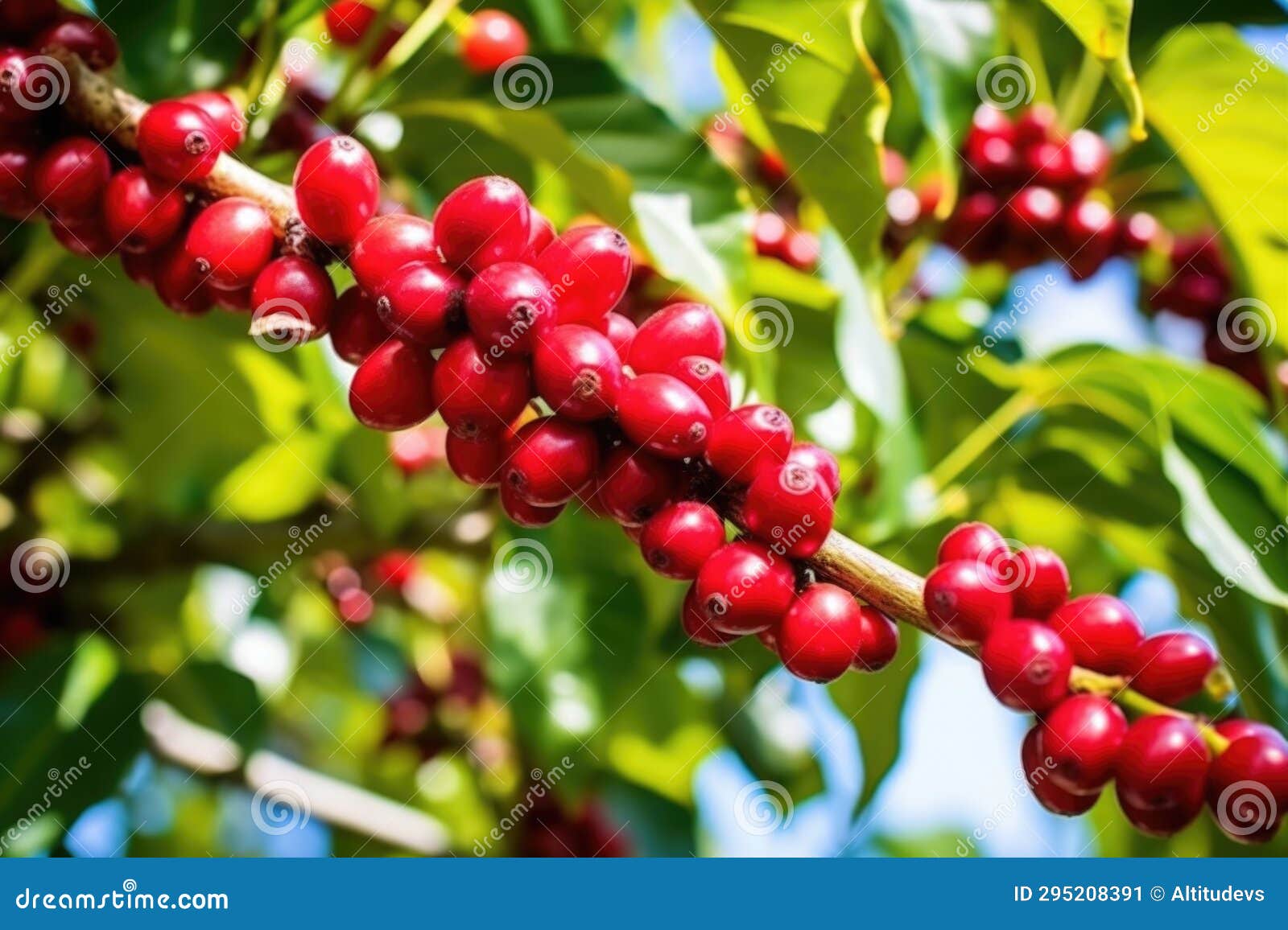 Close-up of Fresh Ripe Coffee Cherries on a Tree Stock Image - Image of ...