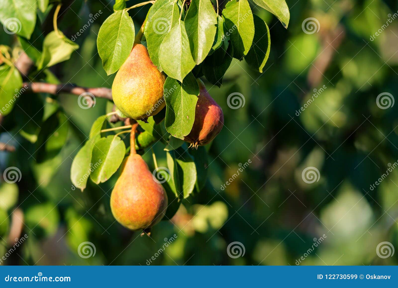 Branch of Pear Tree with Fruit Close Stock Image - Image of blue ...