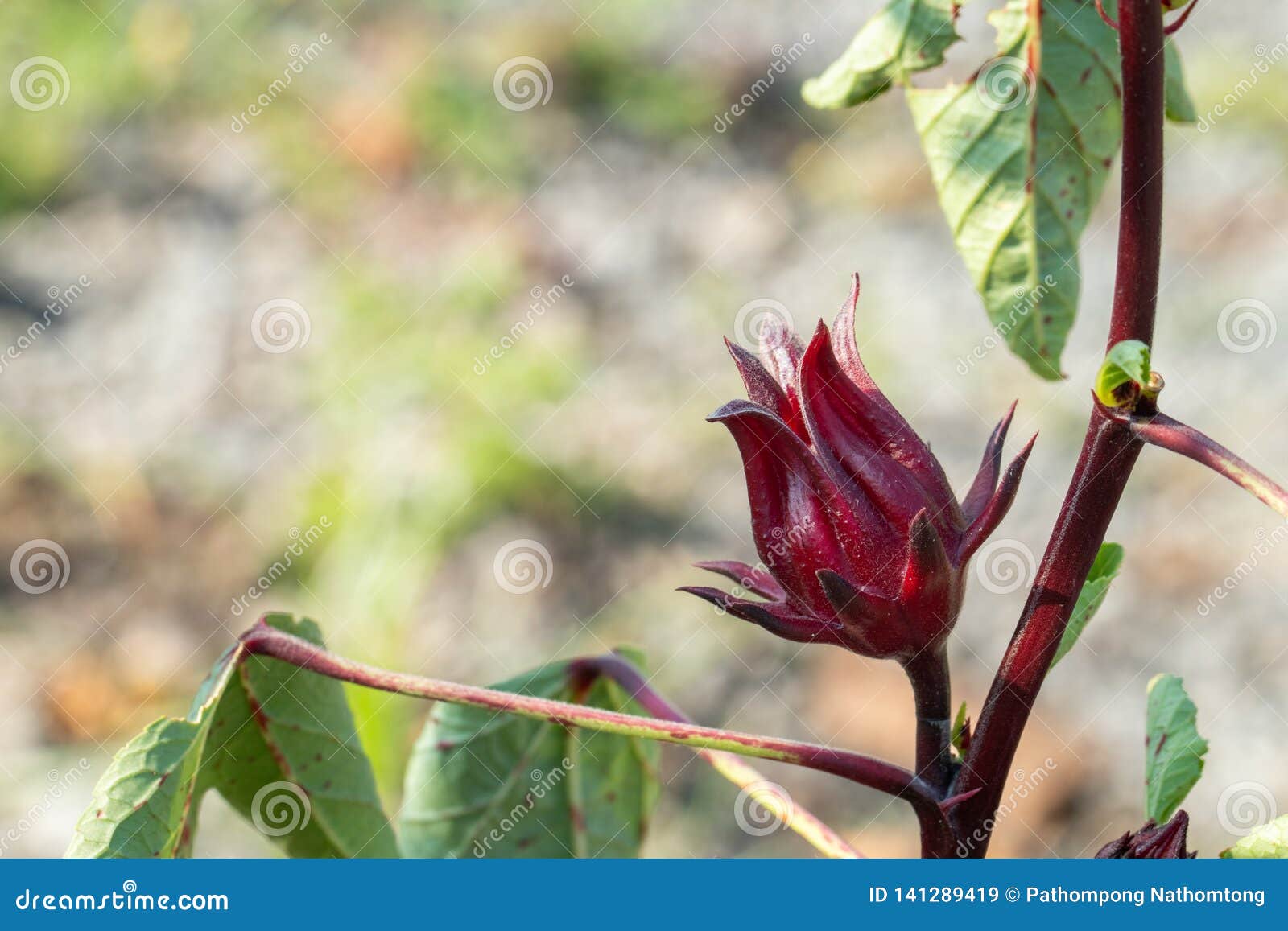 Fresh Roselle on Tree in the Garden Stock Image - Image of health ...