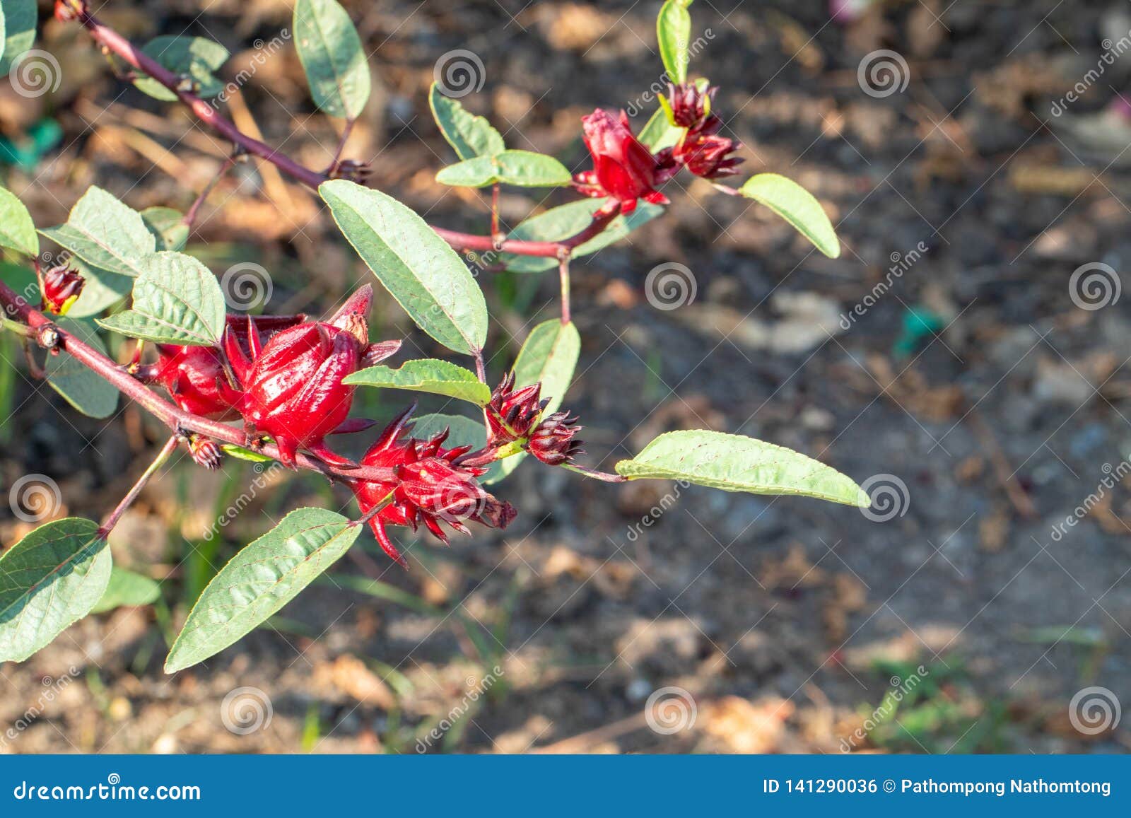 Fresh Roselle on Tree in the Garden Stock Photo - Image of juice ...