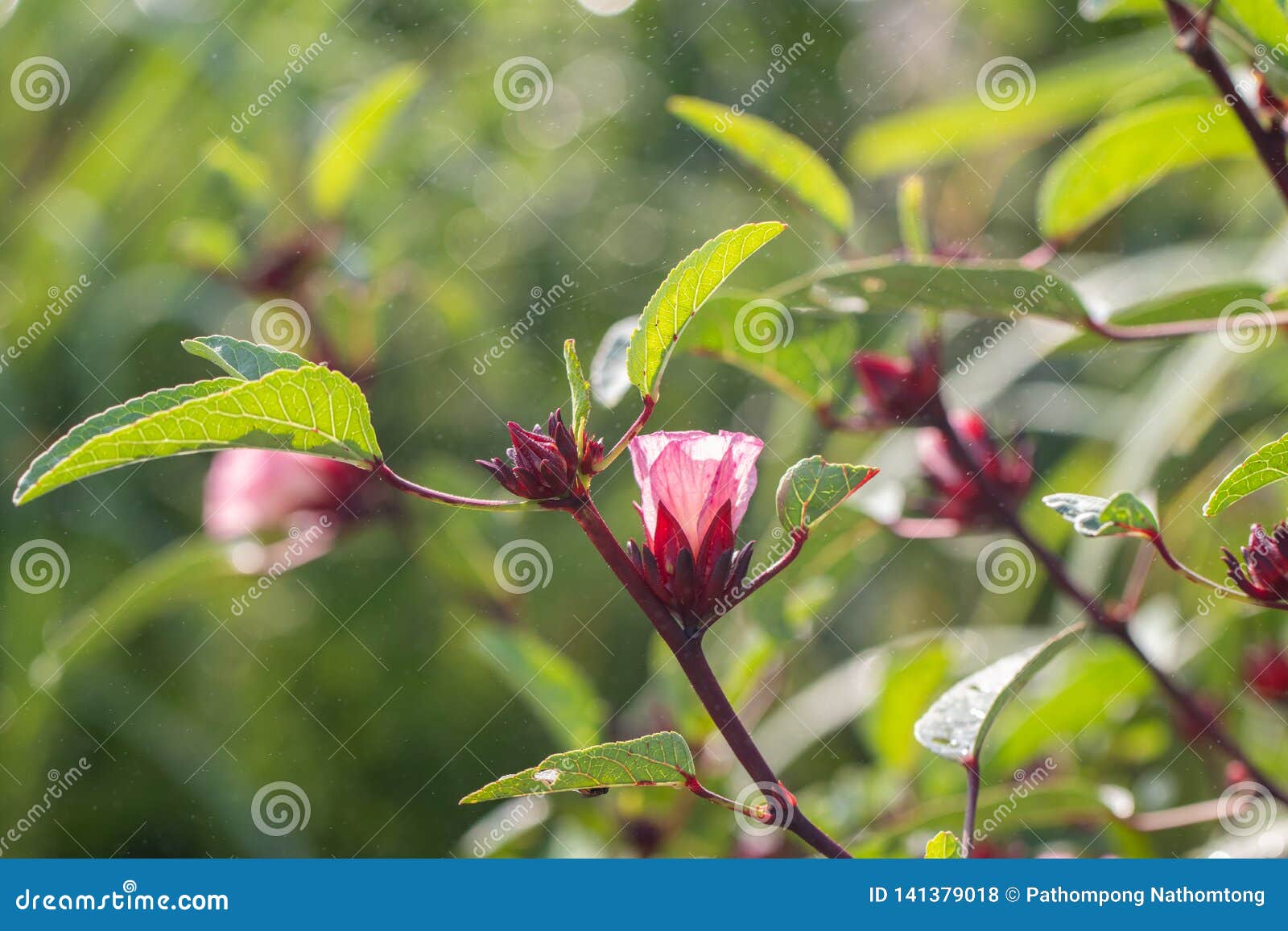 Fresh Roselle on Tree in the Garden Stock Photo - Image of natural ...