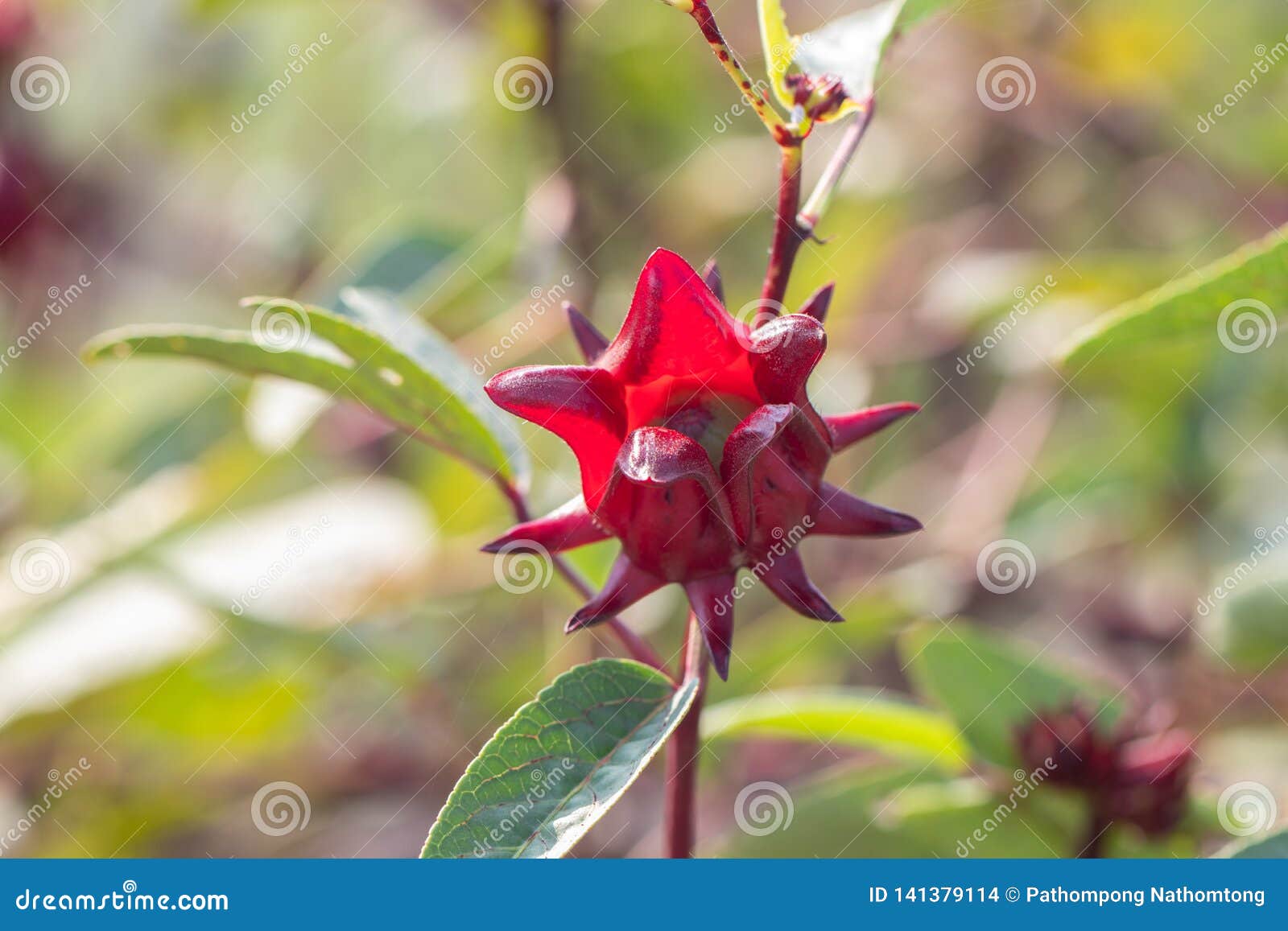 Fresh Roselle on Tree in the Garden Stock Photo - Image of health ...