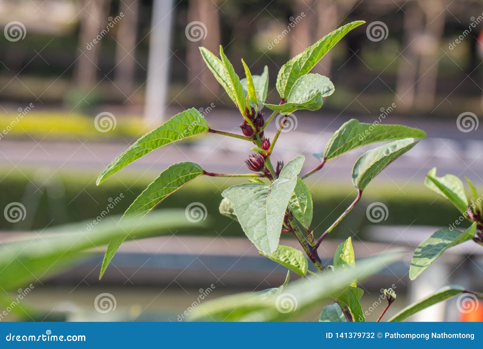 Fresh Roselle on Tree in the Garden Stock Photo - Image of natural ...