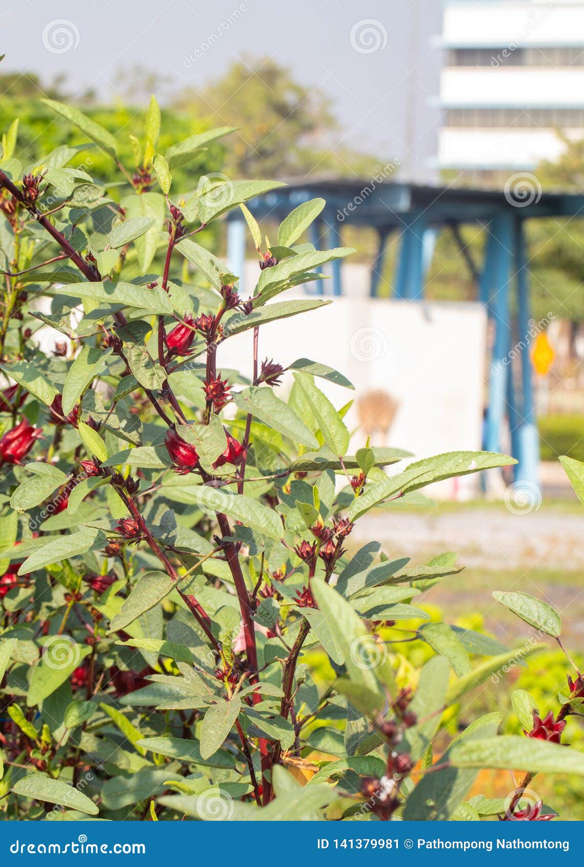 Fresh Roselle on Tree in the Garden Stock Image - Image of herb, leaf ...