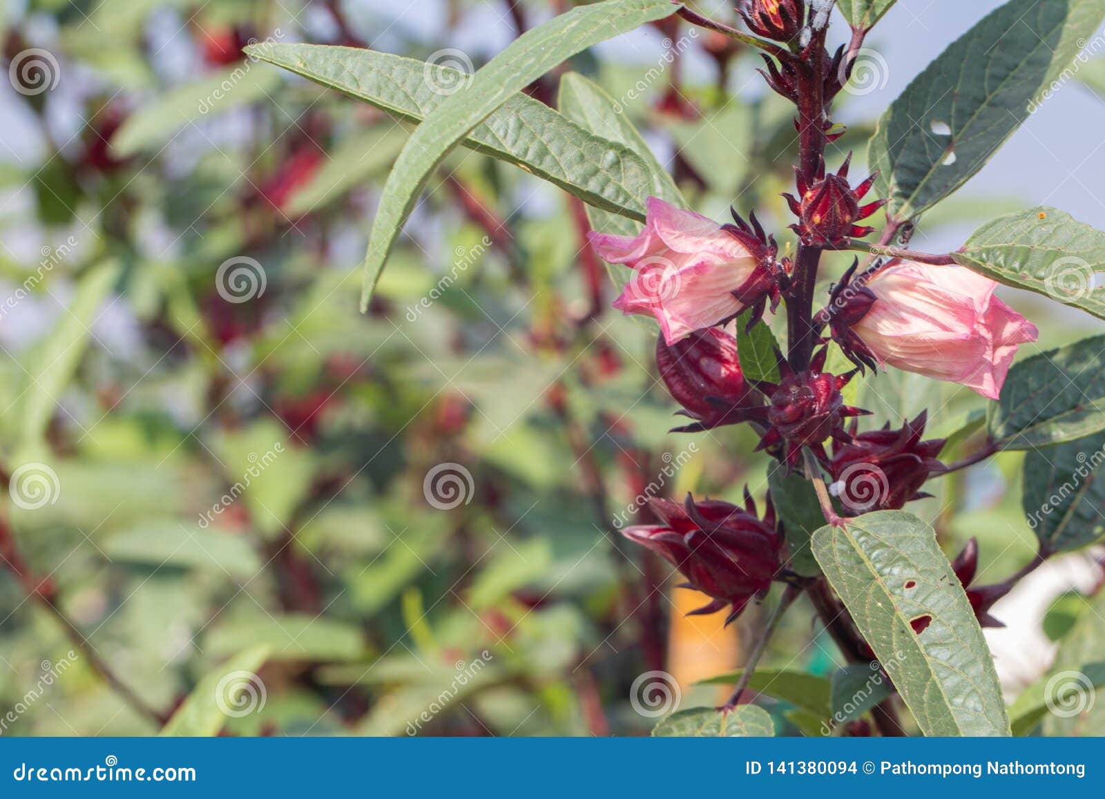 Fresh Roselle on Tree in the Garden Stock Photo - Image of natural ...