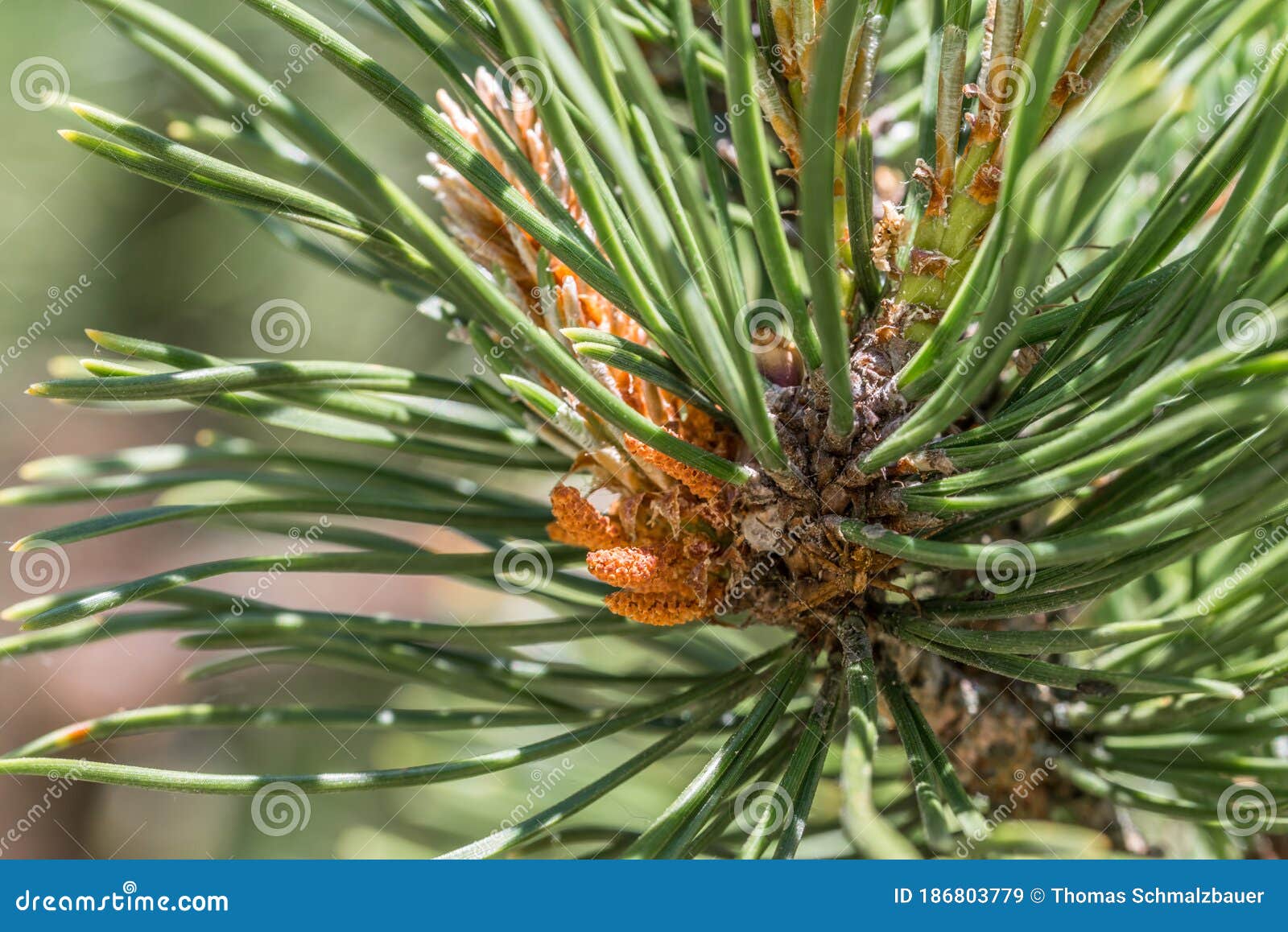 Close-up of a Fresh Shoot of a Pine Tree, Germany Stock Image - Image ...