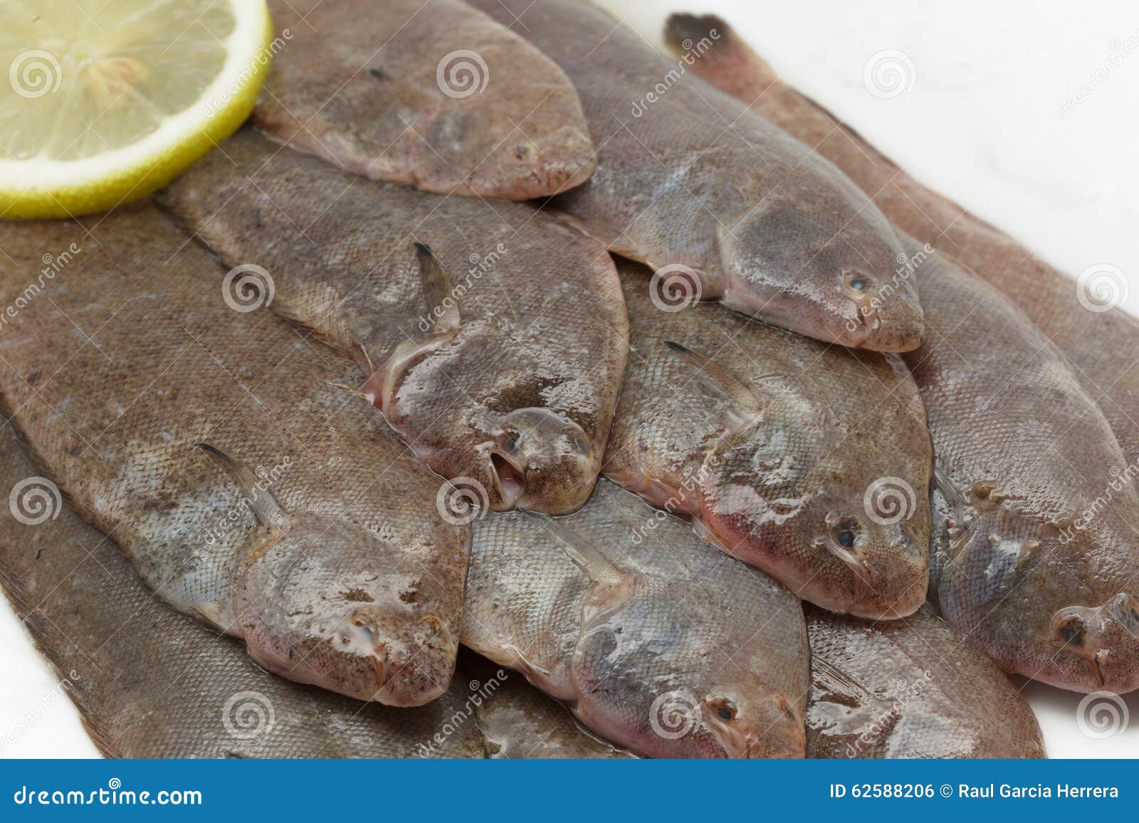 Close Up of Fresh Small Sole Fishes Stock Photo - Image of lenght ...