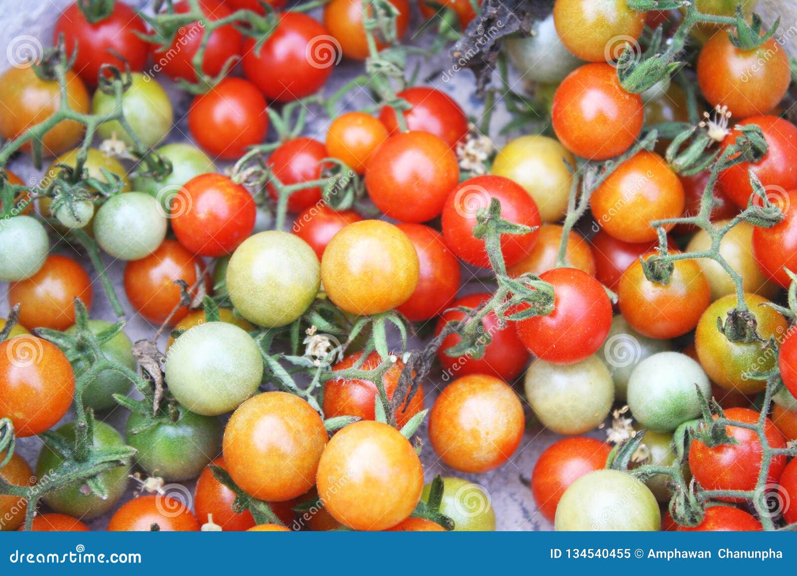 Fresh small tomatoes stock image. Image of natural, fresh - 134540455