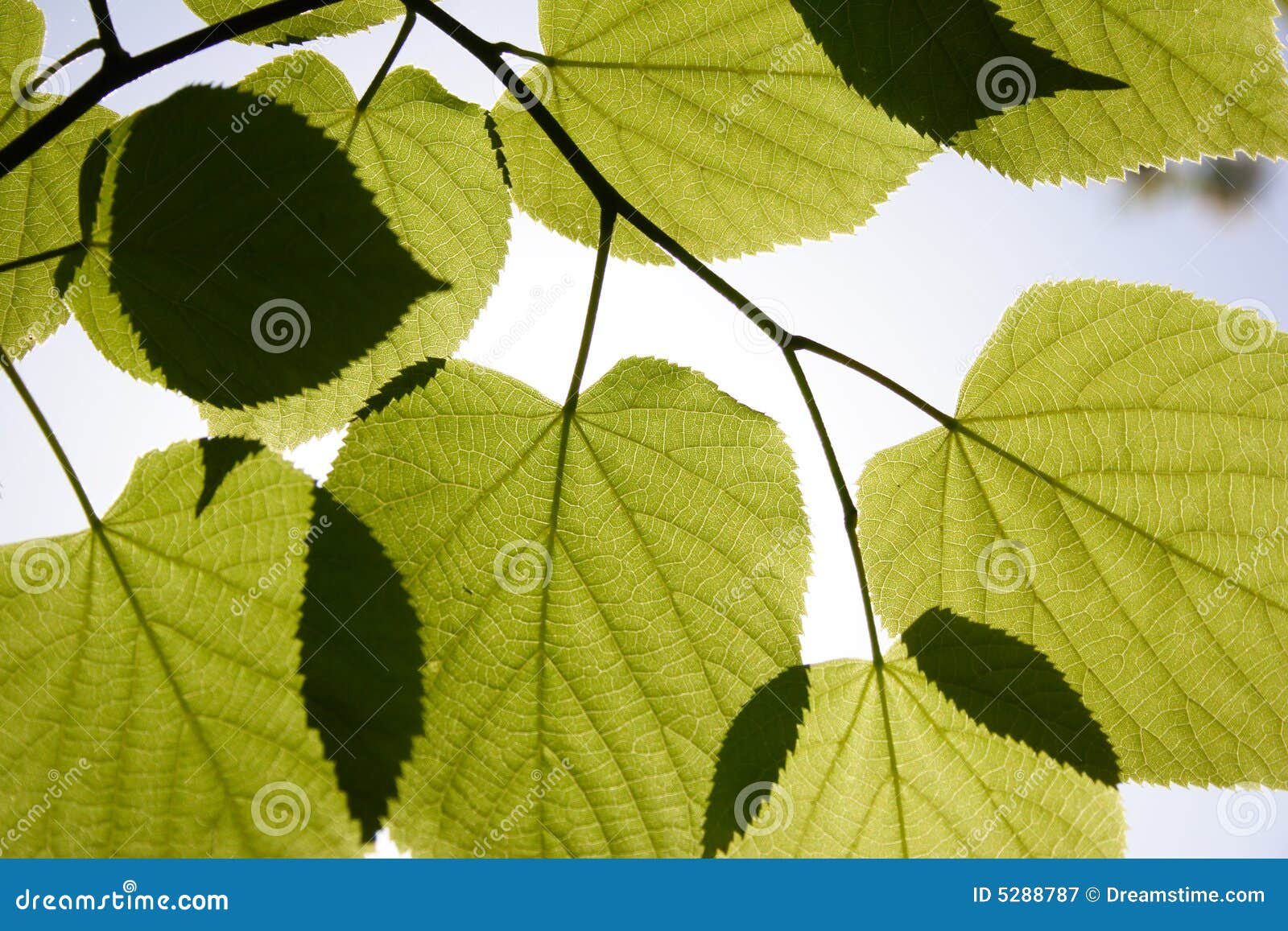 Close Up of Fresh Spring Foliage Stock Image - Image of backgrounds ...