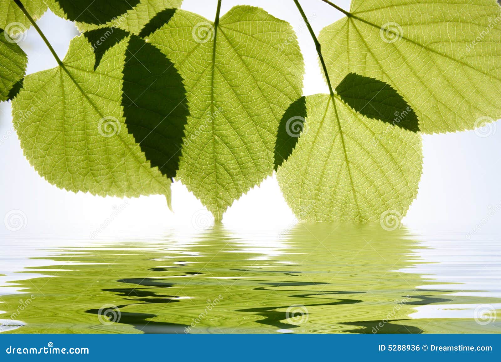 Close Up of Fresh Spring Foliage Stock Photo - Image of green ...