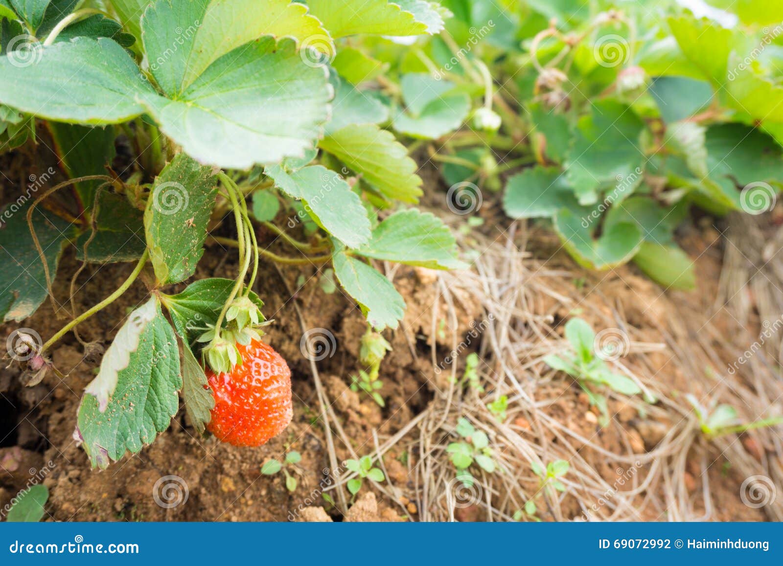 Close-up of Fresh Strawberries on the Vine Stock Photo - Image of ...