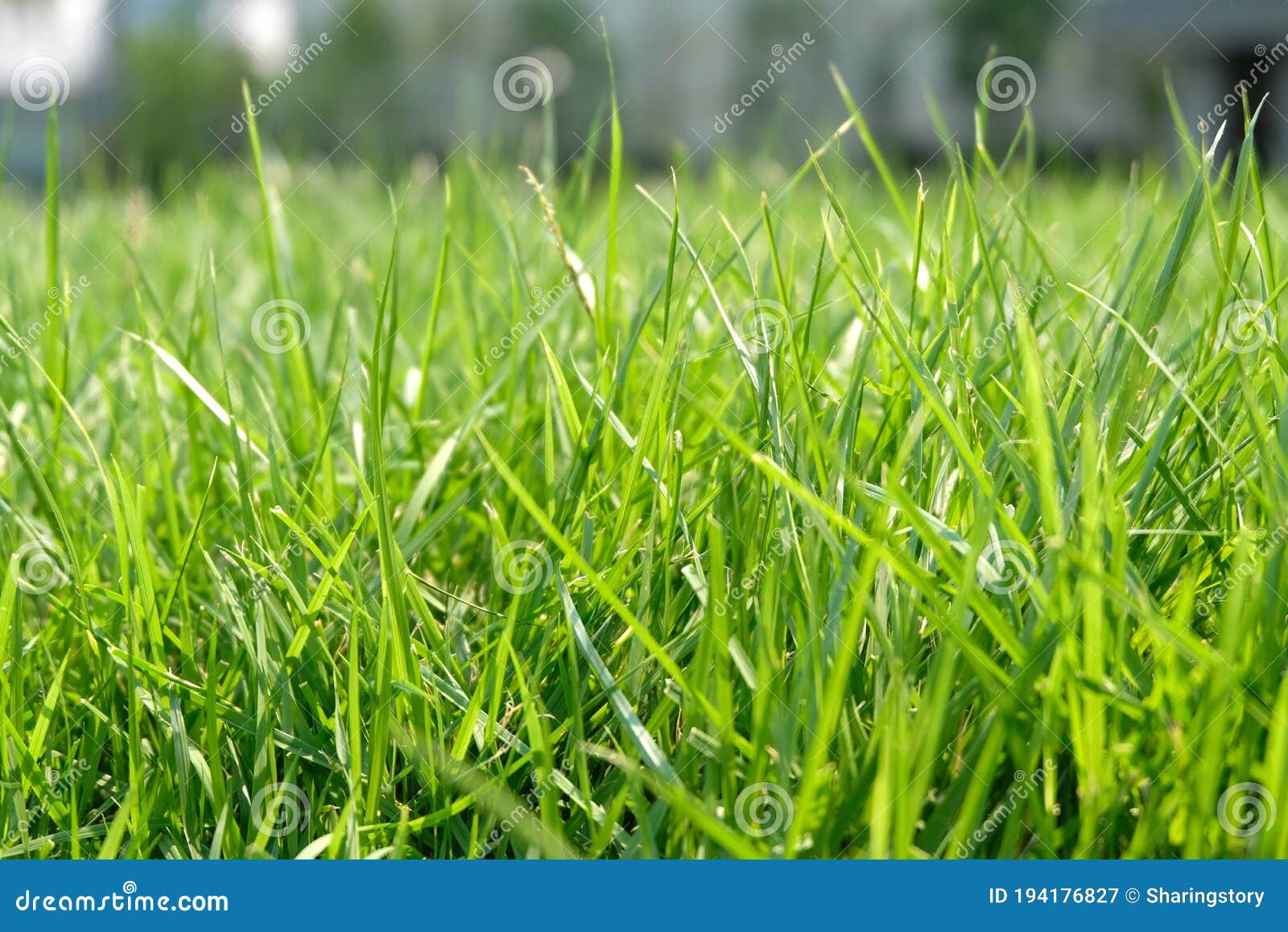 Close Up of Fresh Thick Grass Stock Image - Image of fresh, thick ...