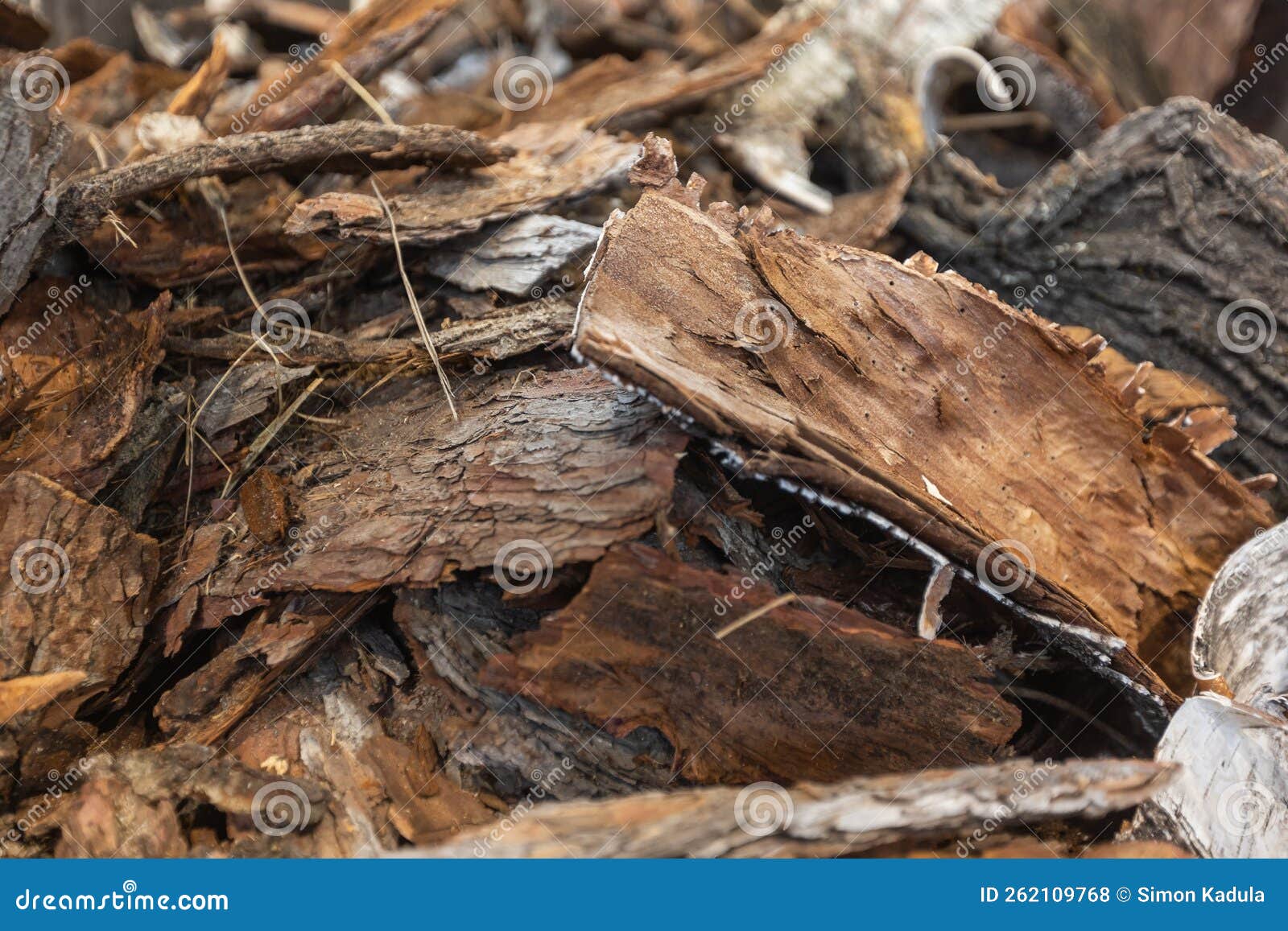 Close Up of Fresh Tree Bark from the Tree, Nature Concept Stock Photo ...