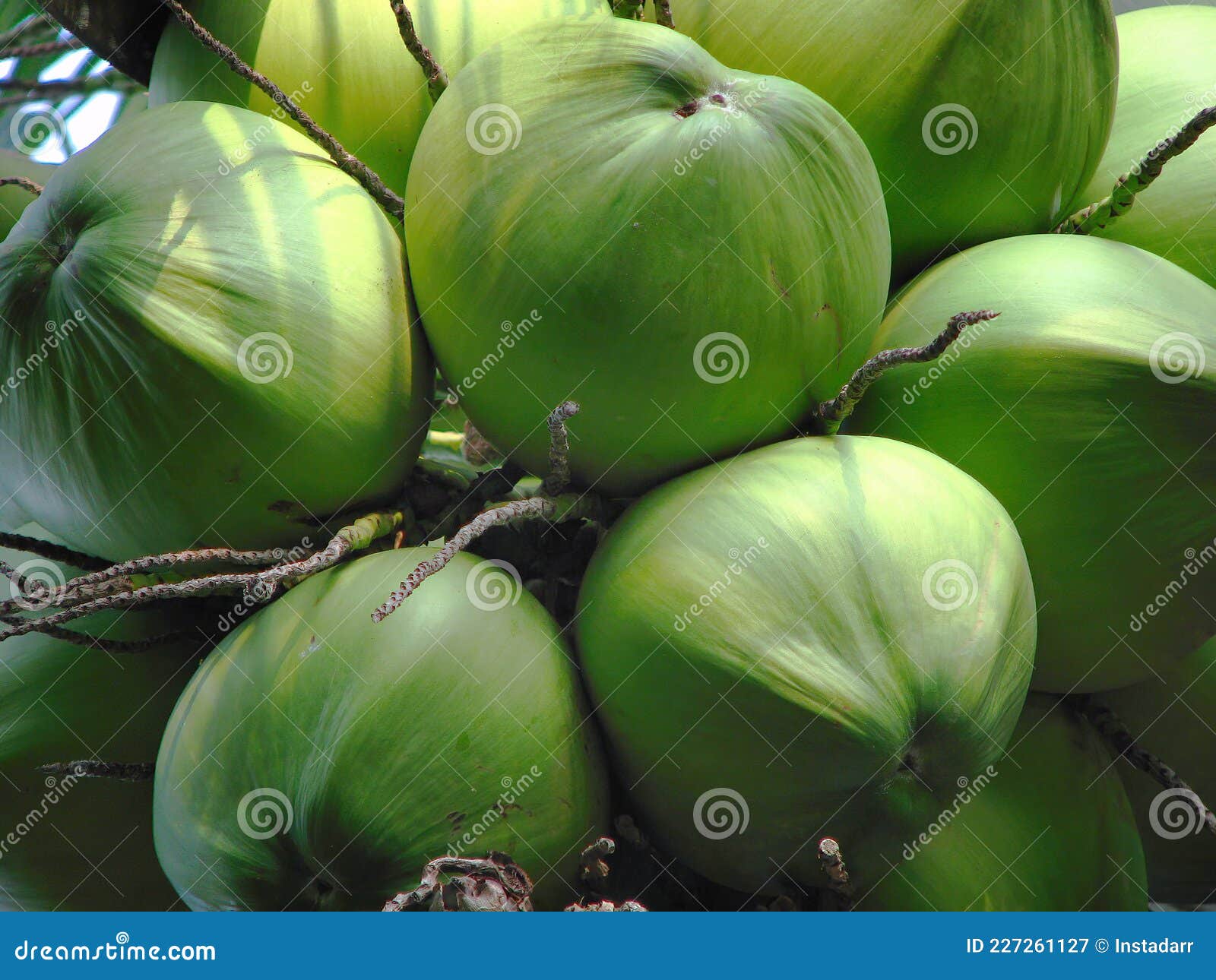 Close Up Fresh Tropical Young Green Coconuts on the Trees Stock Image ...
