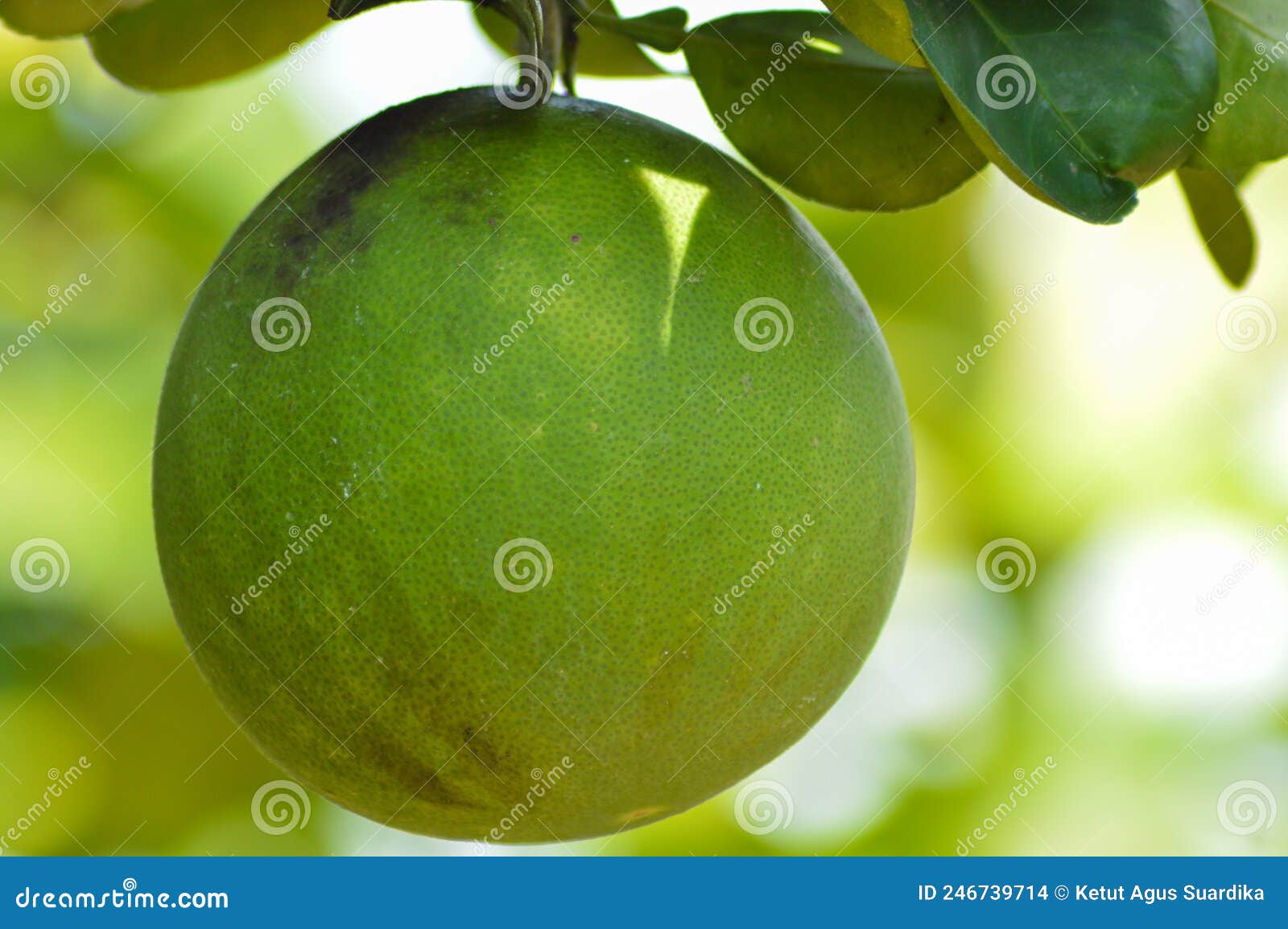Close Up Fresh Warm View Citrus Maxima or Pomelo Fruit Hanging on Tree ...