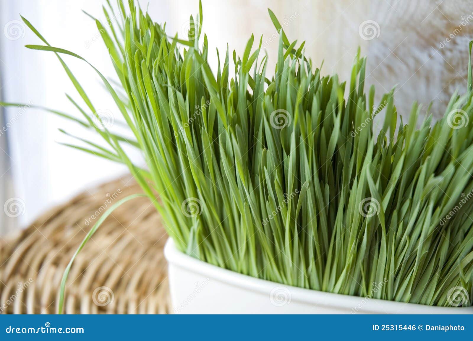 Close up fresh wheatgrass stock photo. Image of green - 25315446