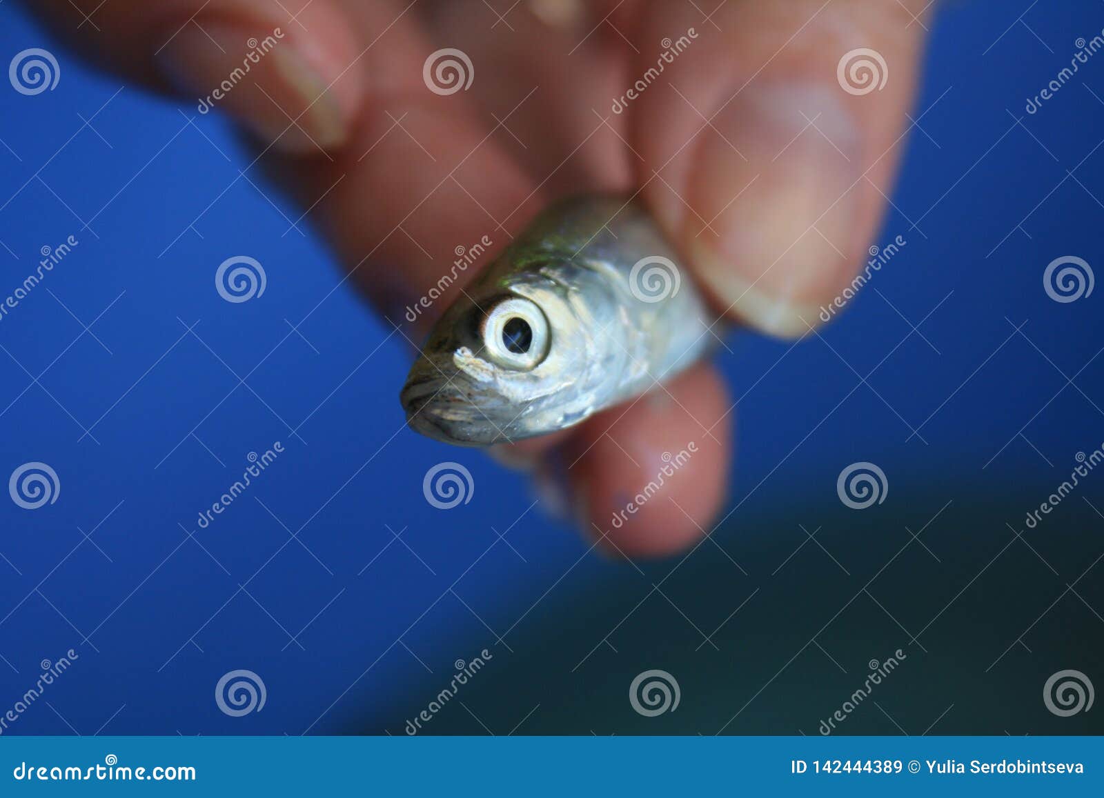 Close-up of Freshly Caught Live Fish in Human Hands Stock Image - Image ...