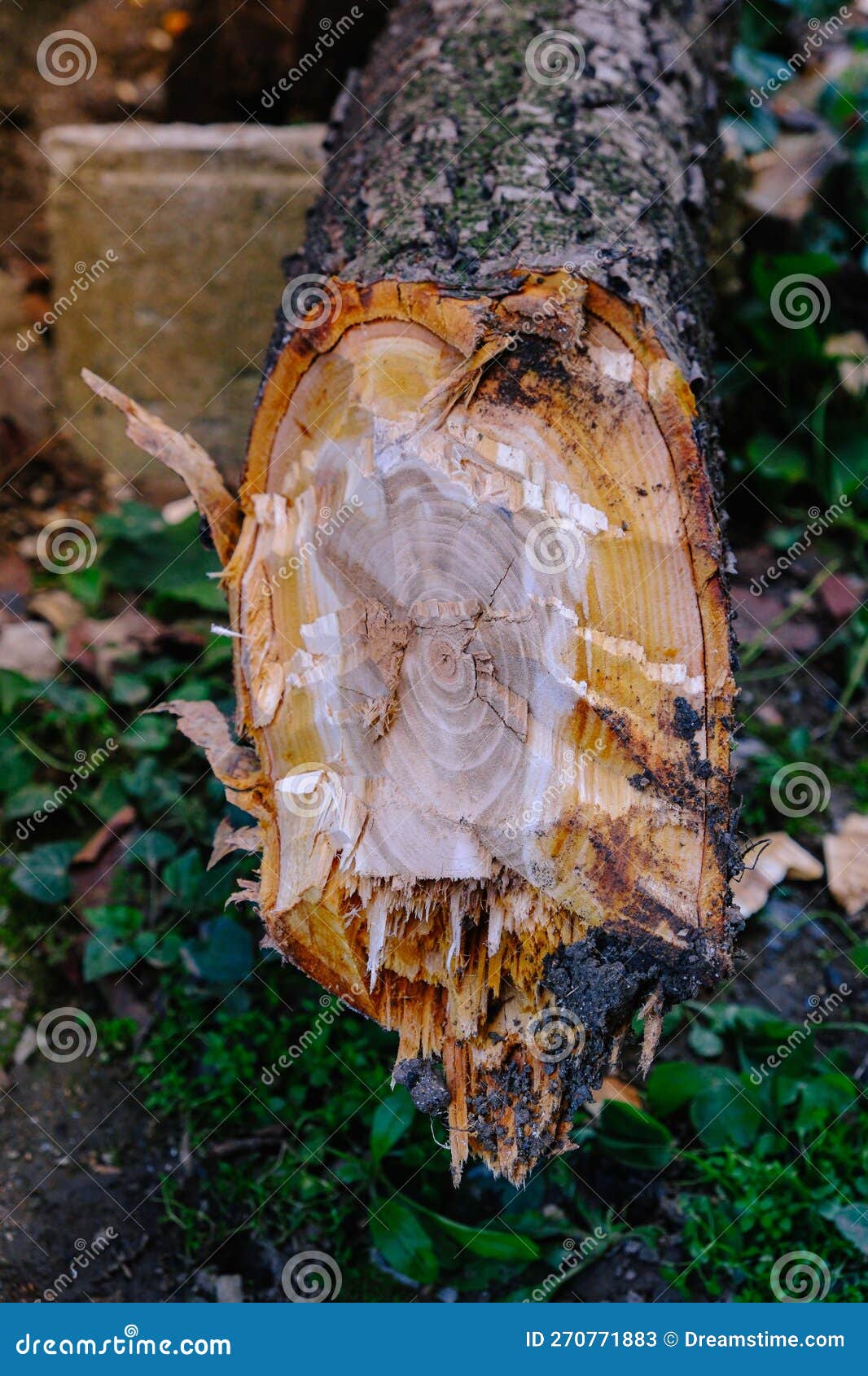 Close Up of a Freshly Chopped Down Tree, Cutting Down Fruit Tree in the ...