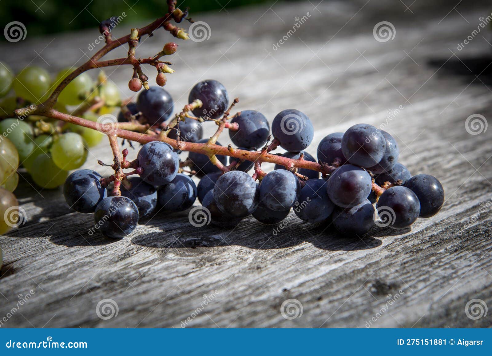 A Close Up of Freshly Picked Grapes. Stock Image - Image of vine, fruit ...