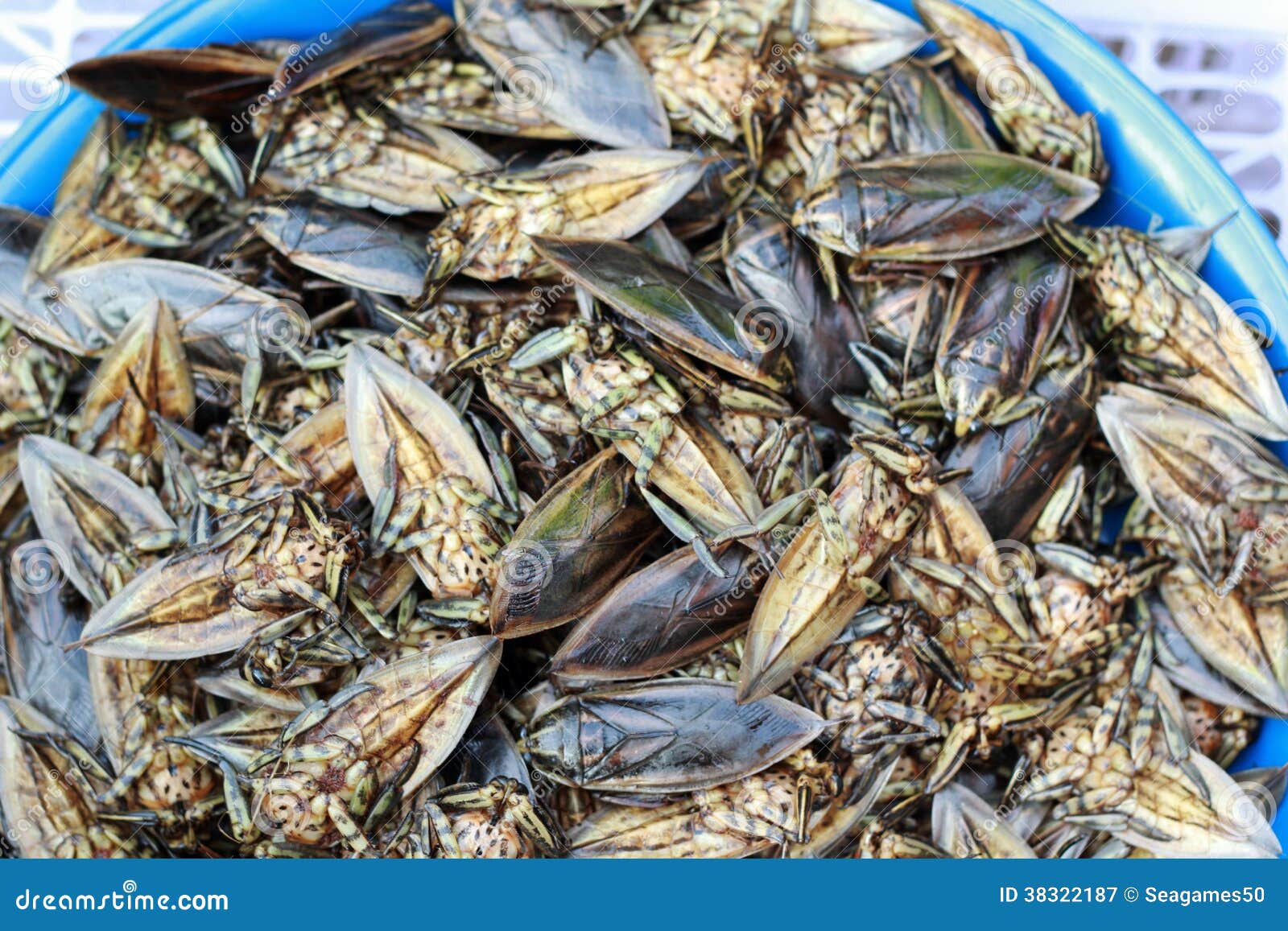 Close up of fried insect stock image. Image of cooked - 38322187