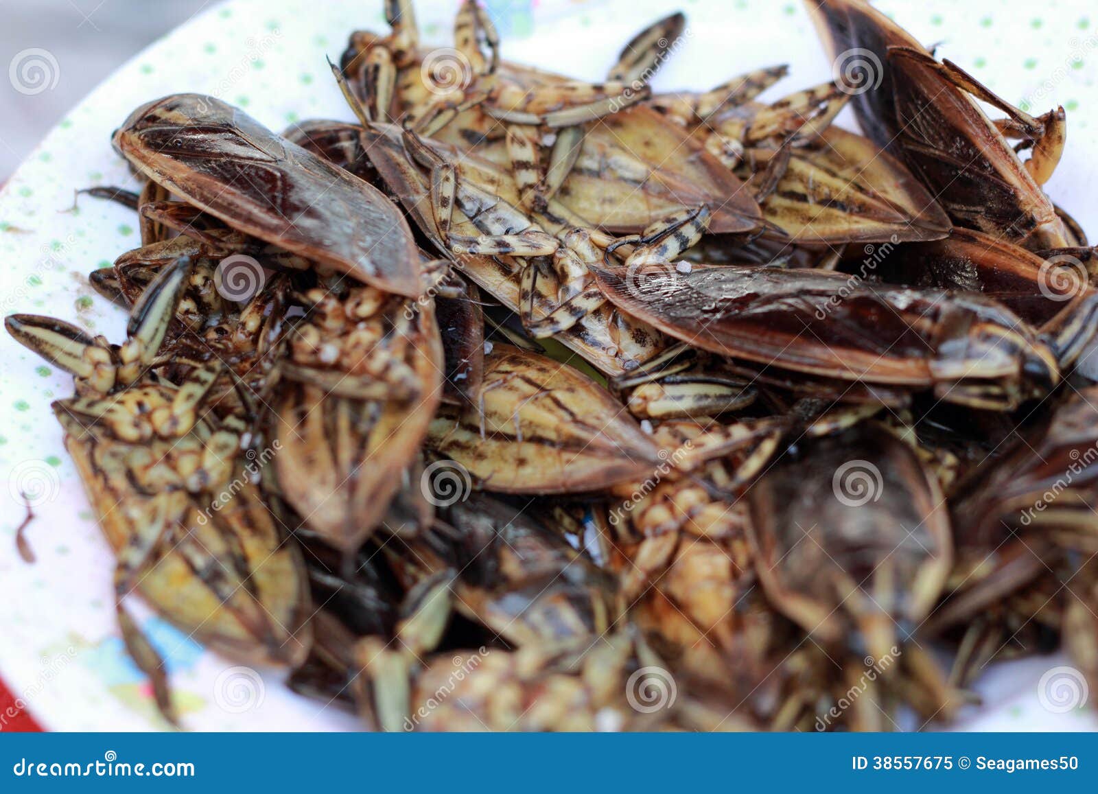 Close up of fried insect stock image. Image of protein - 38557675