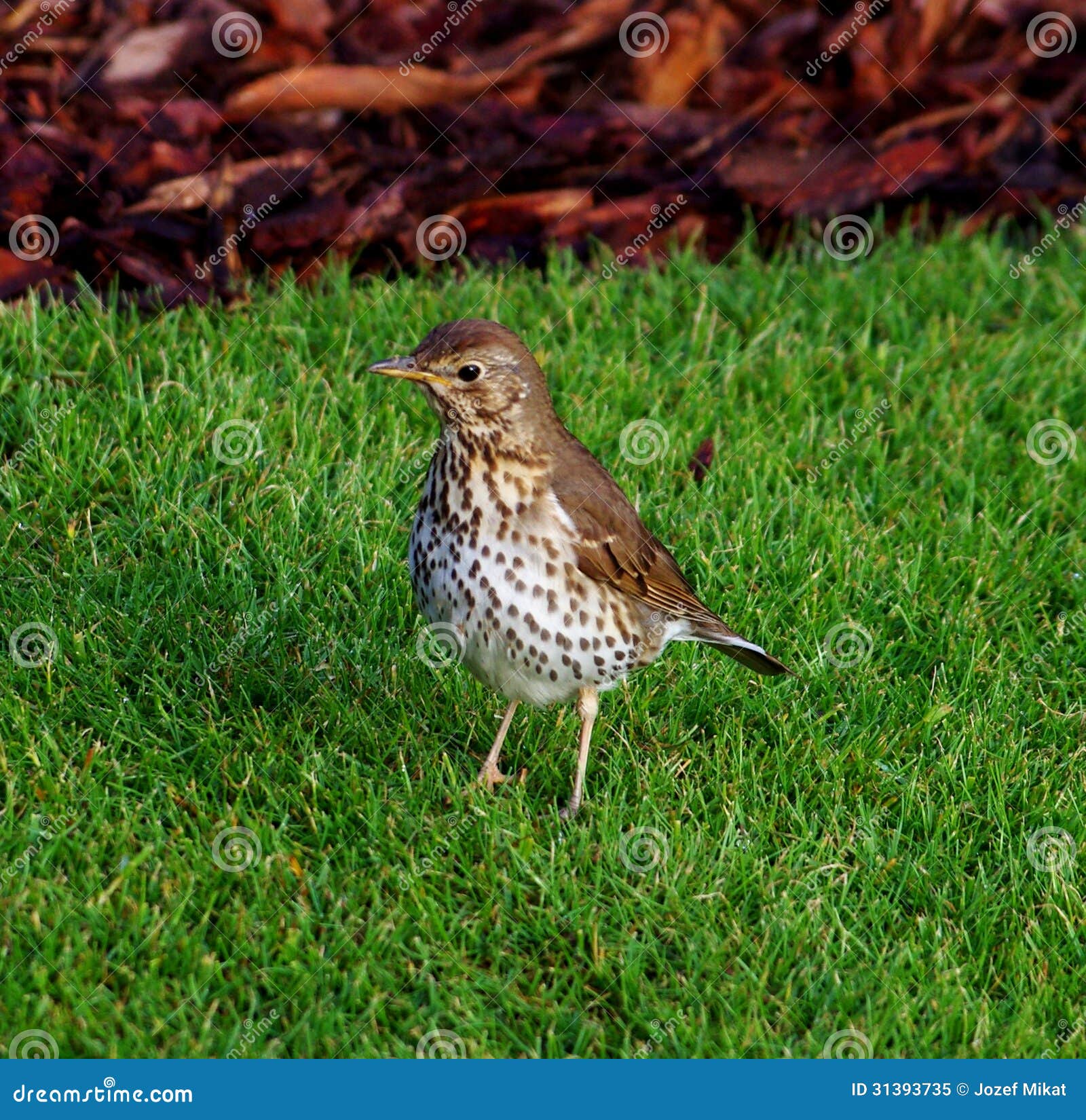 Close Up of a Friendly Thrush Stock Image - Image of friendly, wildlife ...