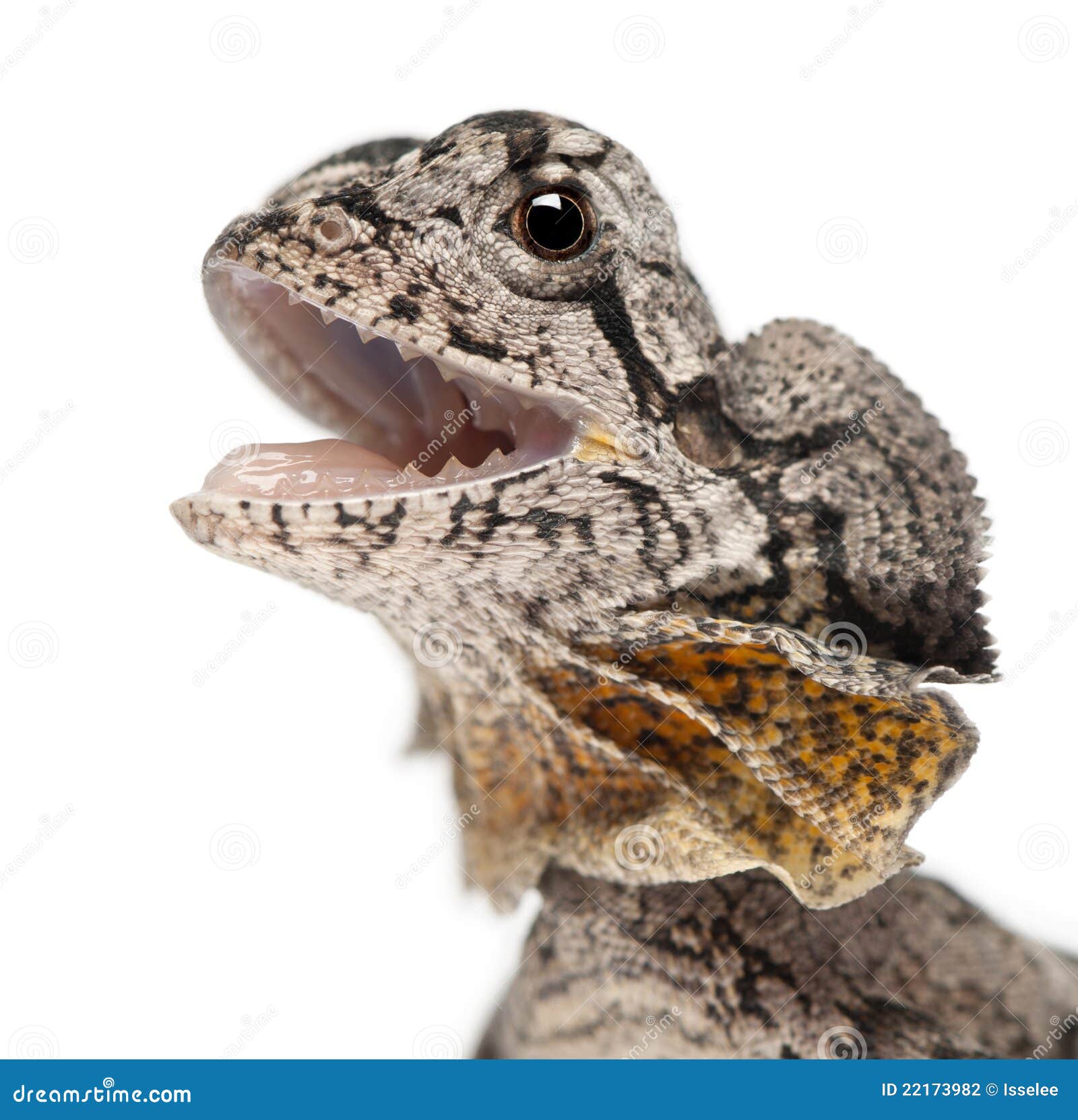 Frill-necked Lizard, Also Known As The Frilled Royalty-Free Stock Image ...