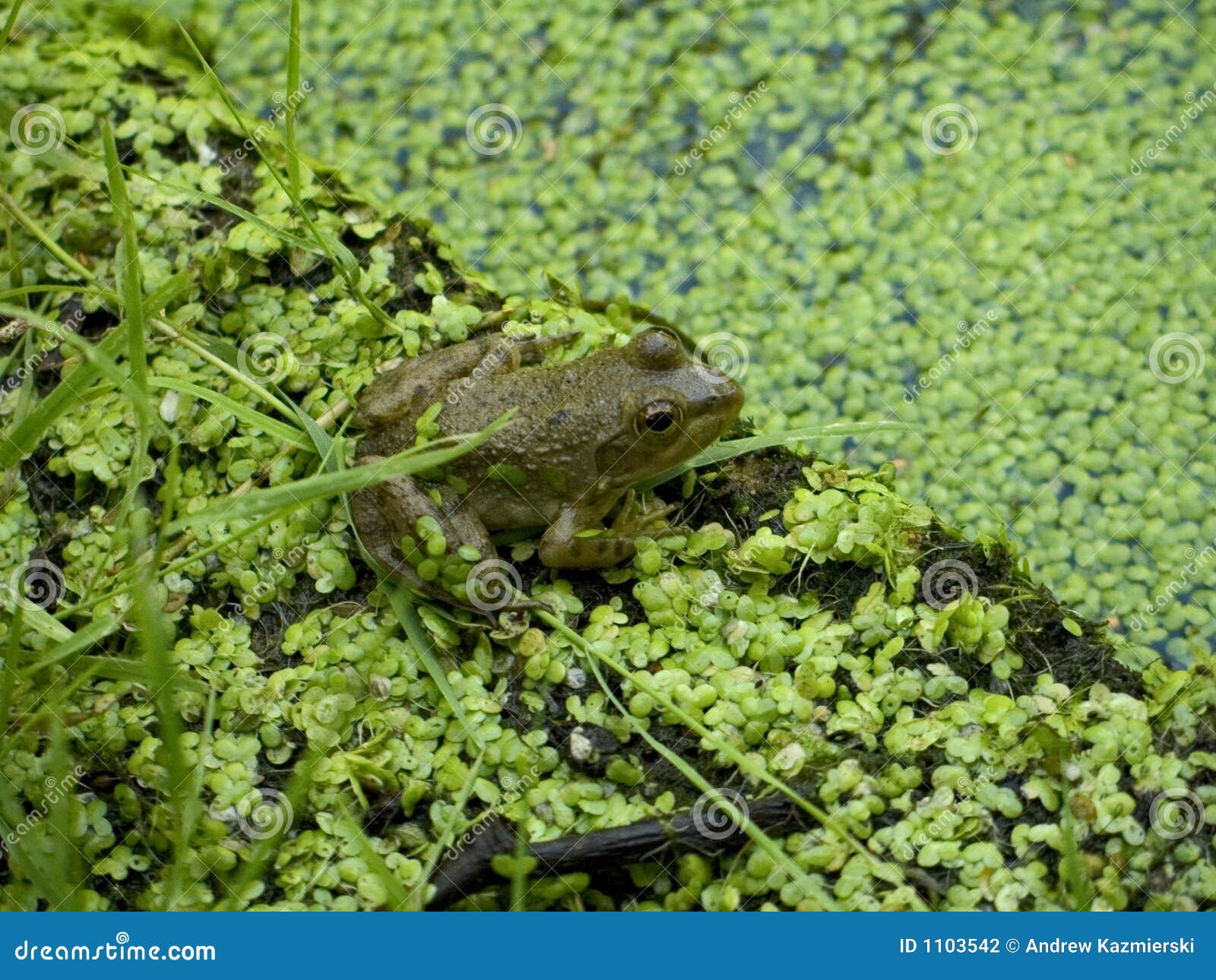 Close-up Frog 1 stock photo. Image of summer, toad, peeper - 1103542