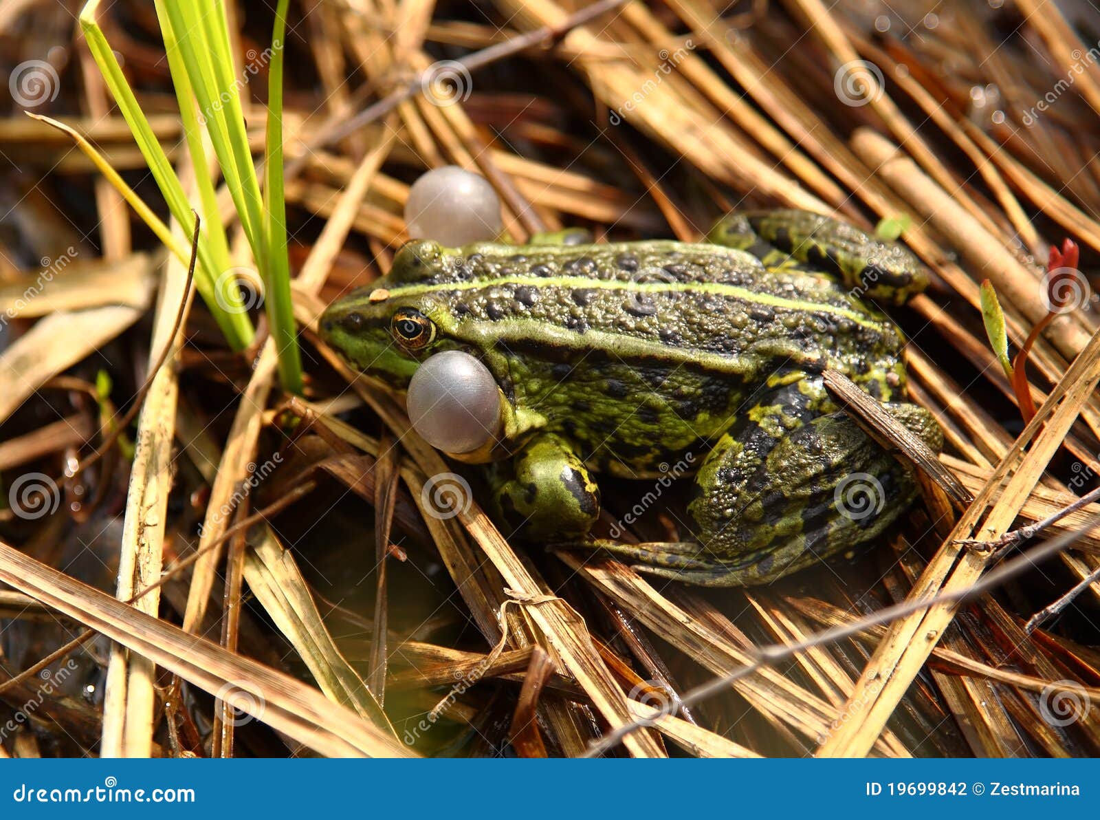 Close-up of a frog stock photo. Image of nature, swamp - 19699842