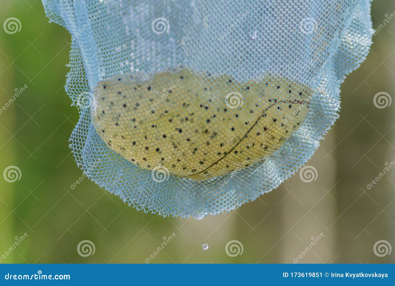 Frog Caviar In The Water. The Birth Of Frog Tadpoles In The Pond Stock ...