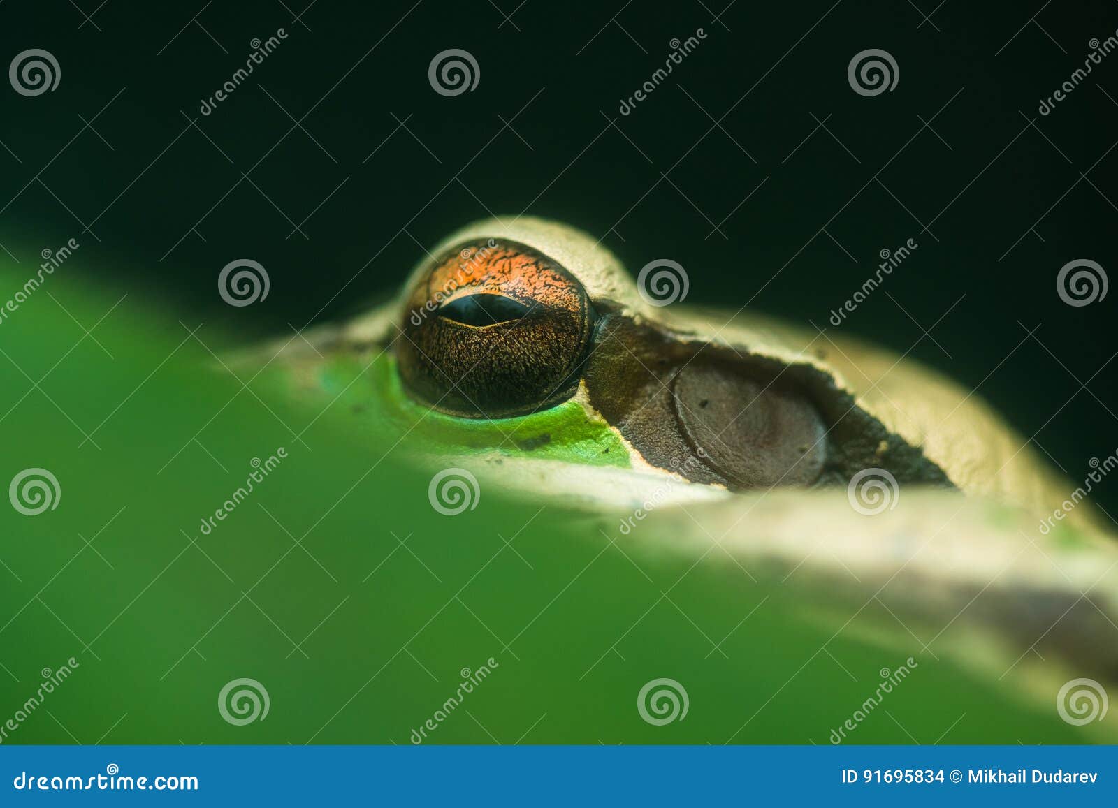 Close up of frog eye stock photo. Image of amphibia, tropical - 91695834