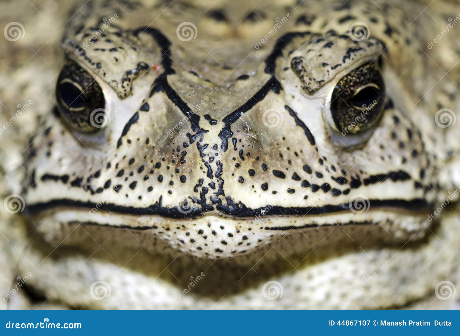 Close up of a frog stock image. Image of macro, face - 44867107